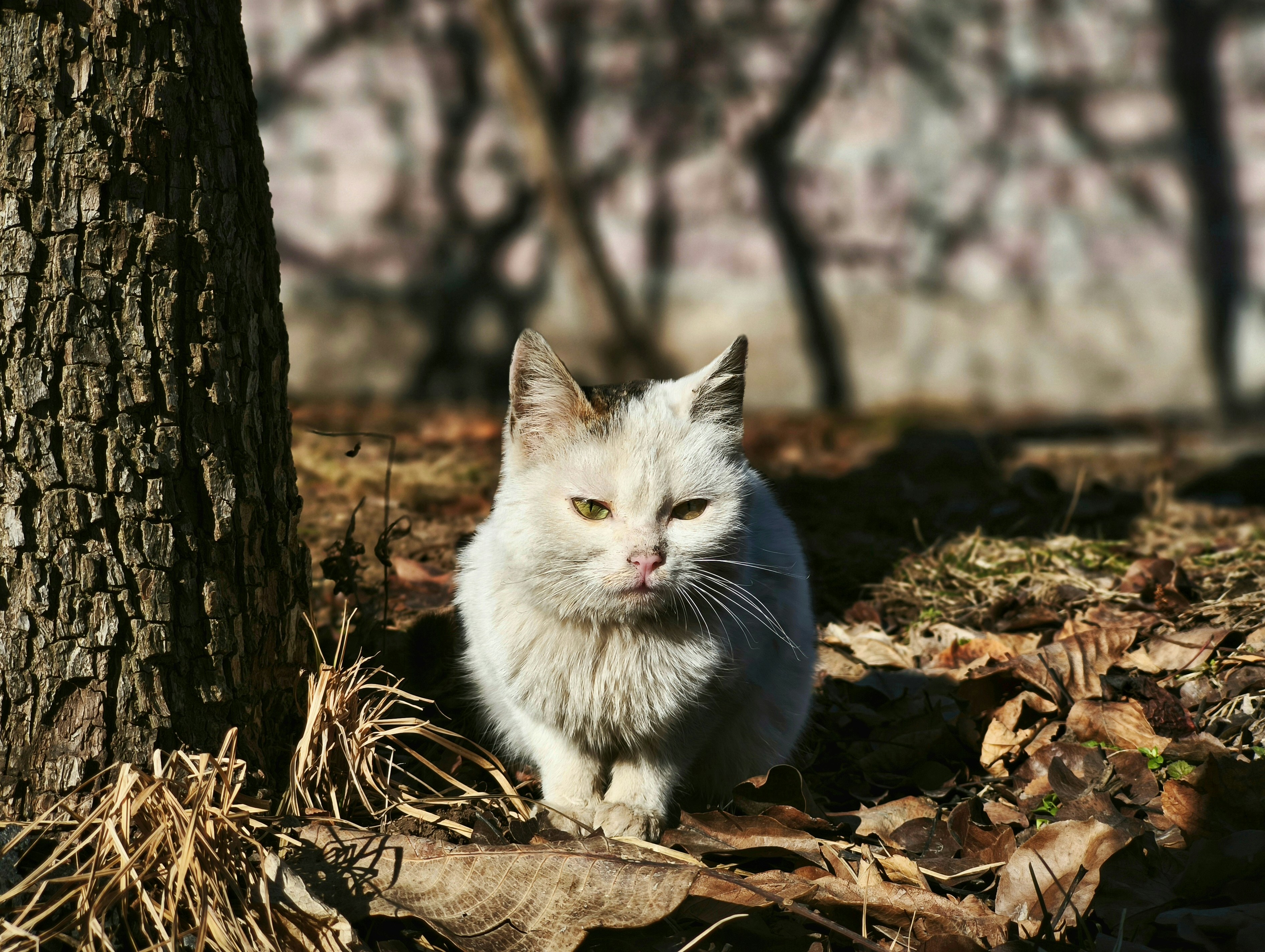 Sample photo from Xiaomi 14T