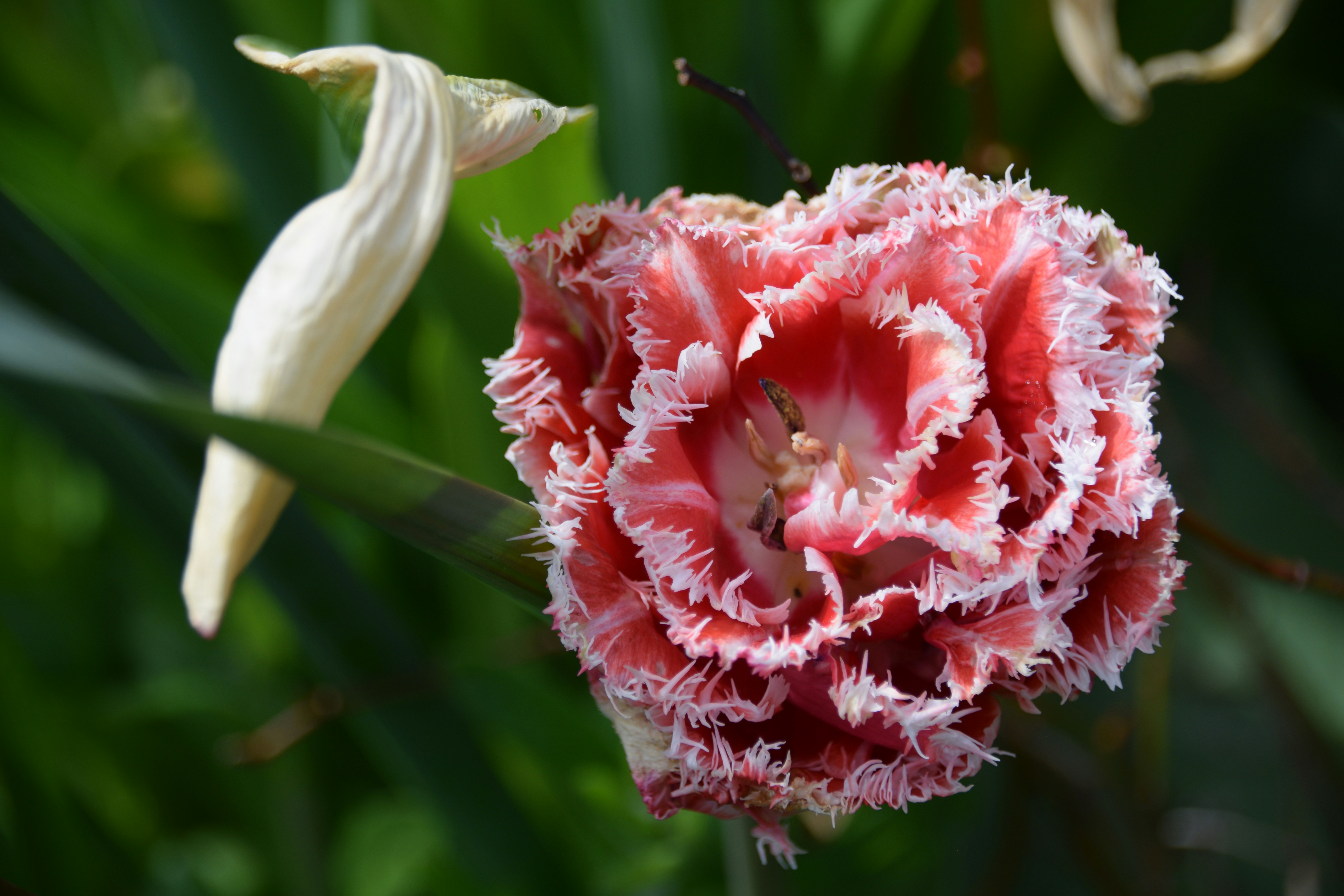 Frilled Pink Bloom: A Fringe-Edged Breakaway in a Green Canvas