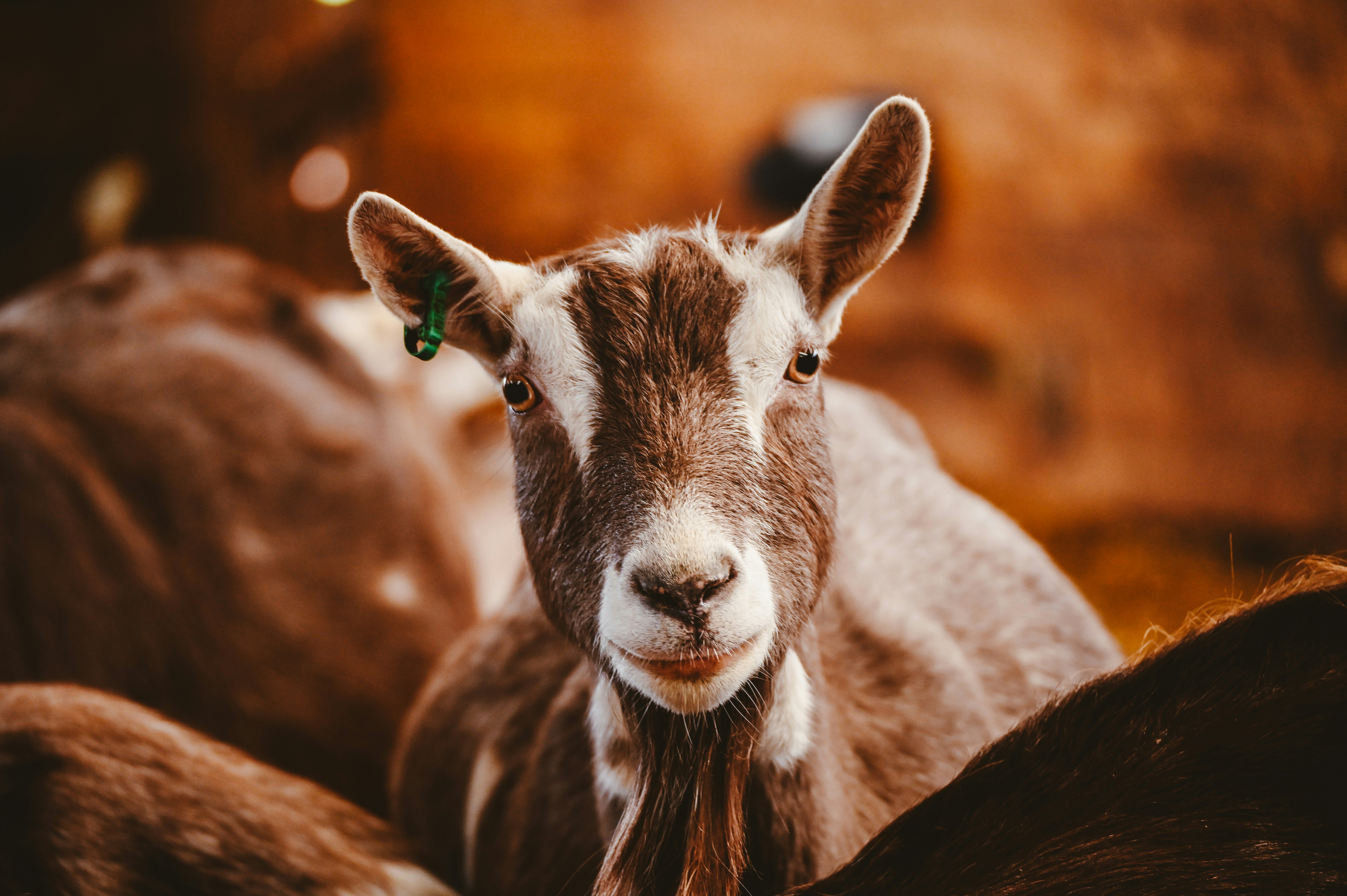 A close up of a goat on a farm photo – Free Dog Image on Unsplash