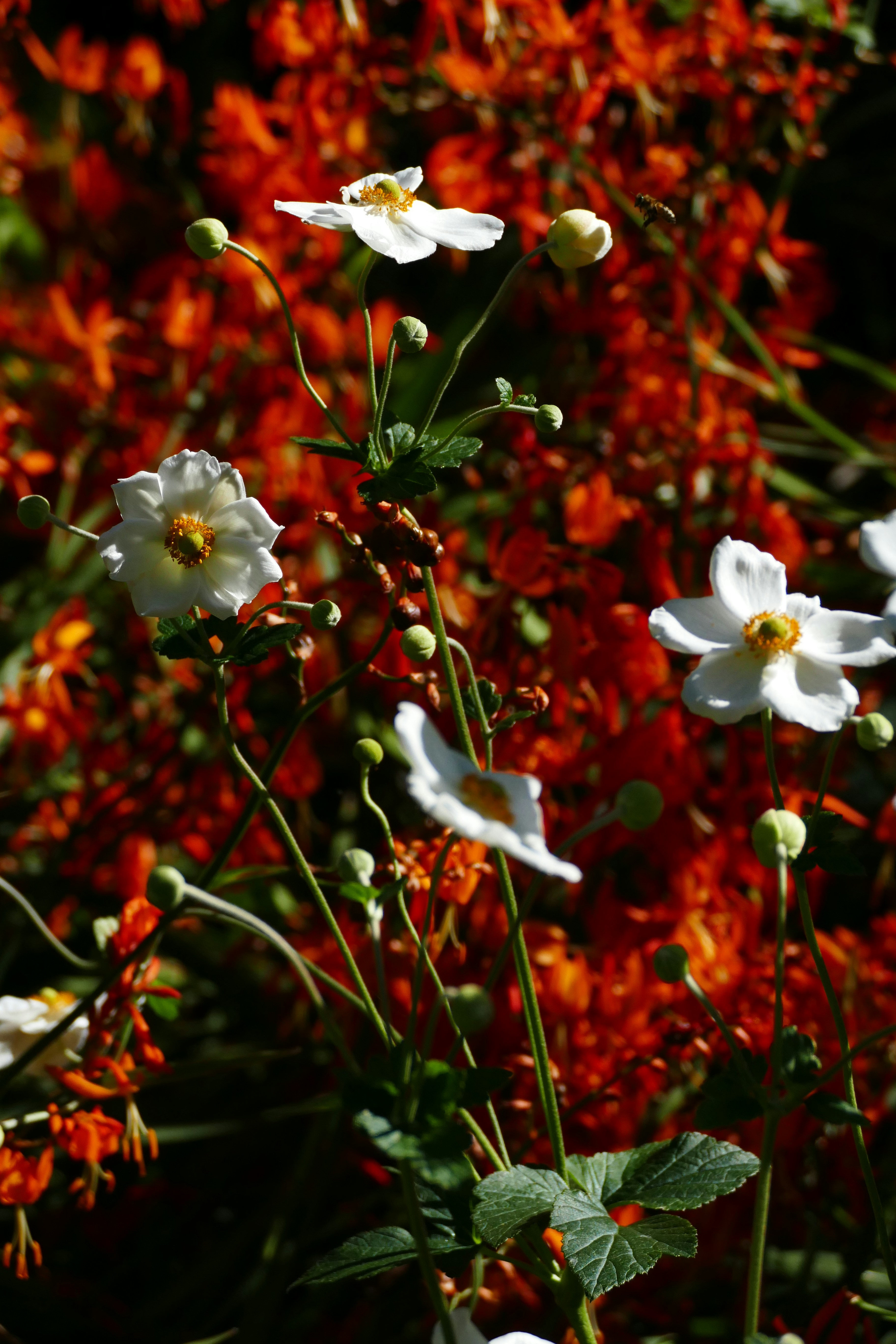 White Flowers with Vibrant Orange Blooms in Garden
