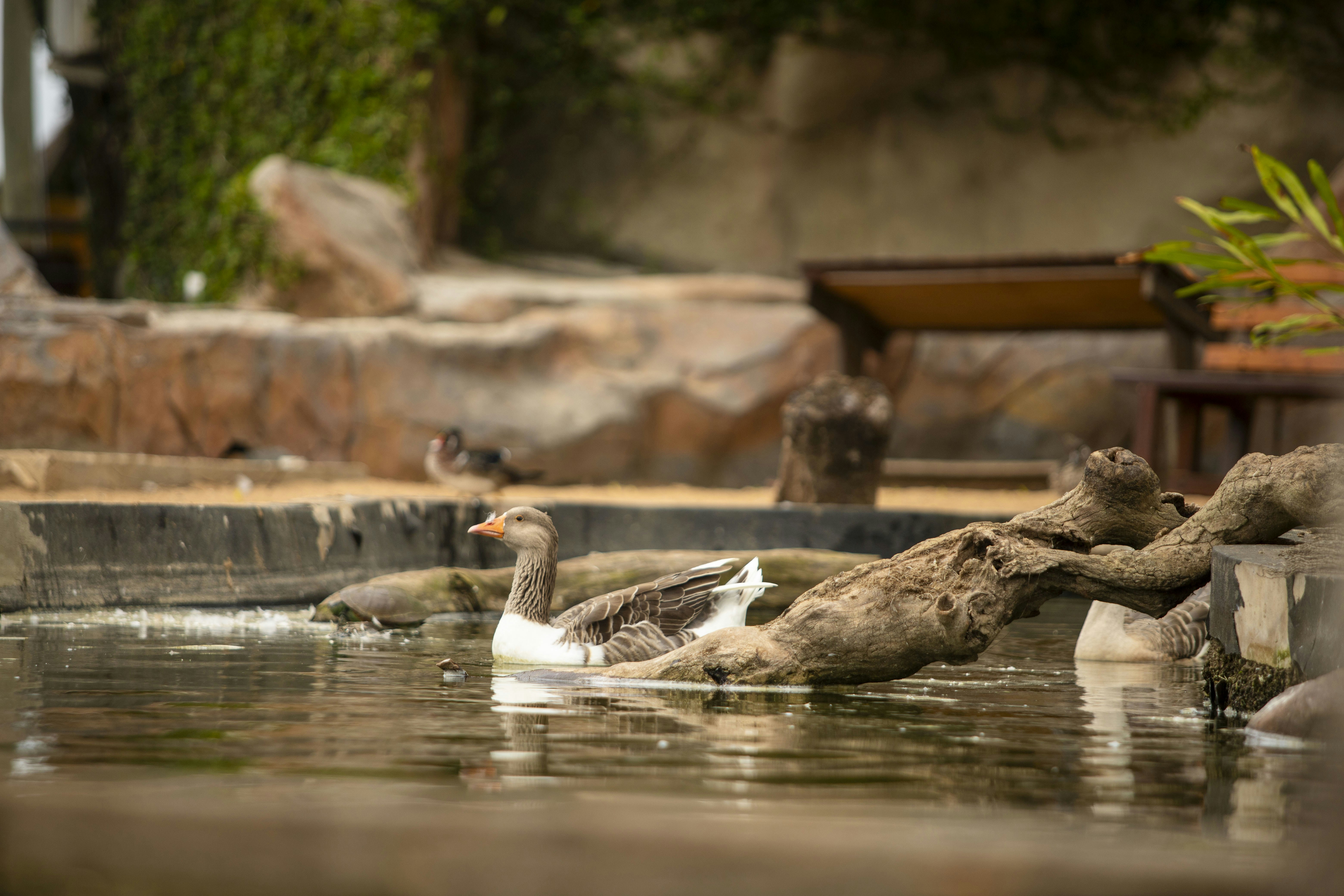 A group of ducks floating on top of a body of water photo – Free Travel ...