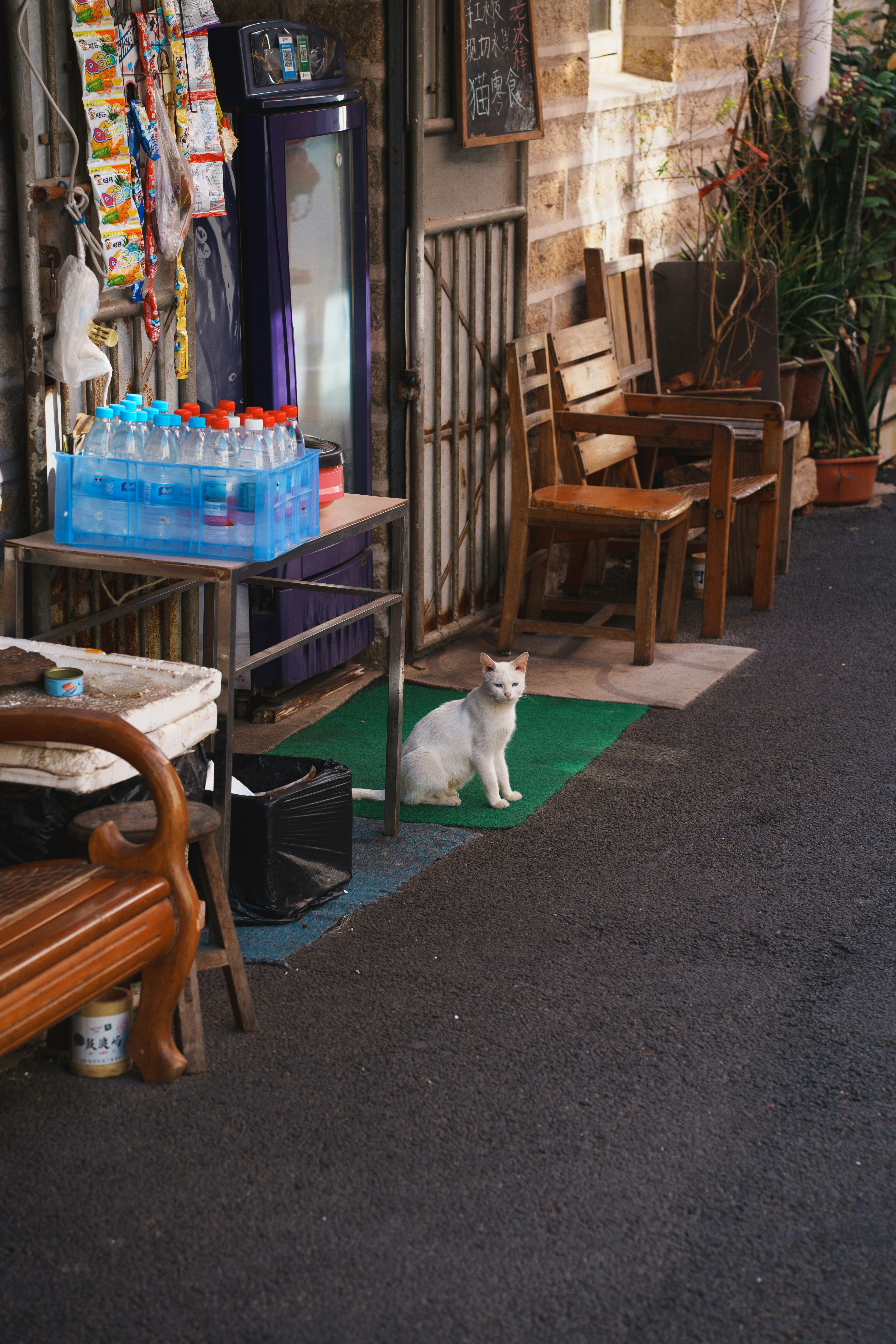 Alley Café Cat: A White Sentinel by Bottled Waters