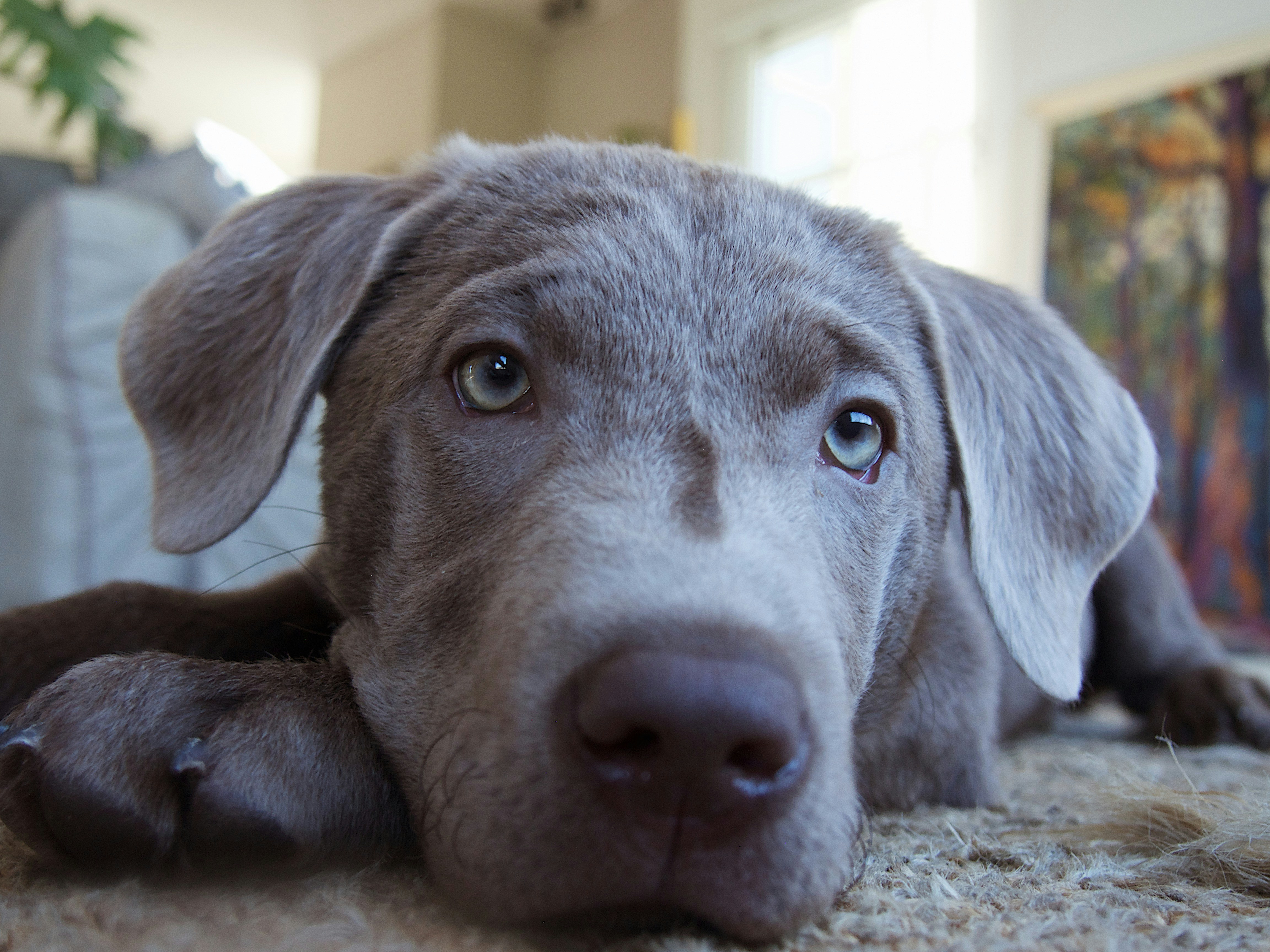 Gray puppy resting on a carpet with soft lighting and a colorful painting in the background.