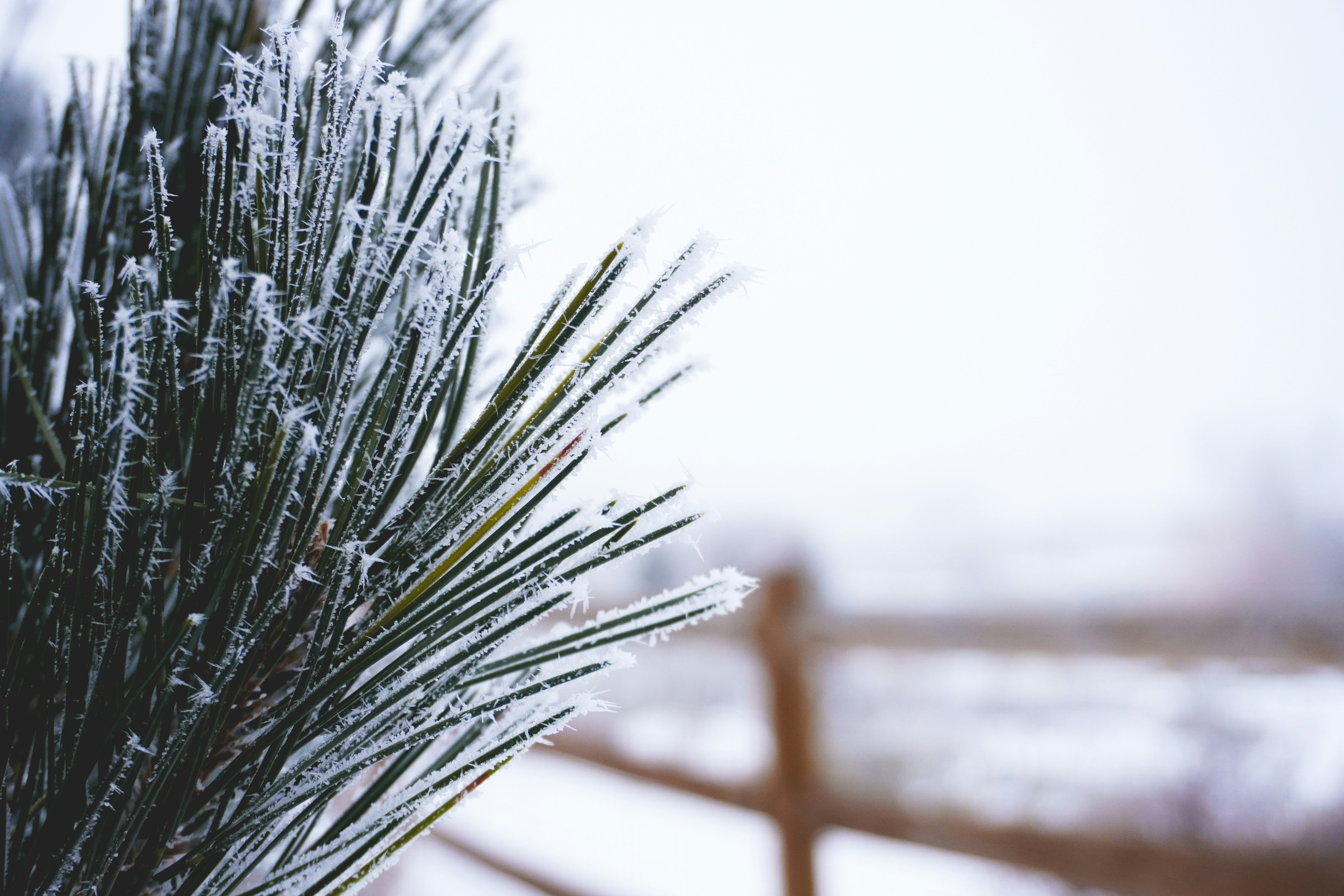 Frosted Pine Needle in a Quiet Winter Light