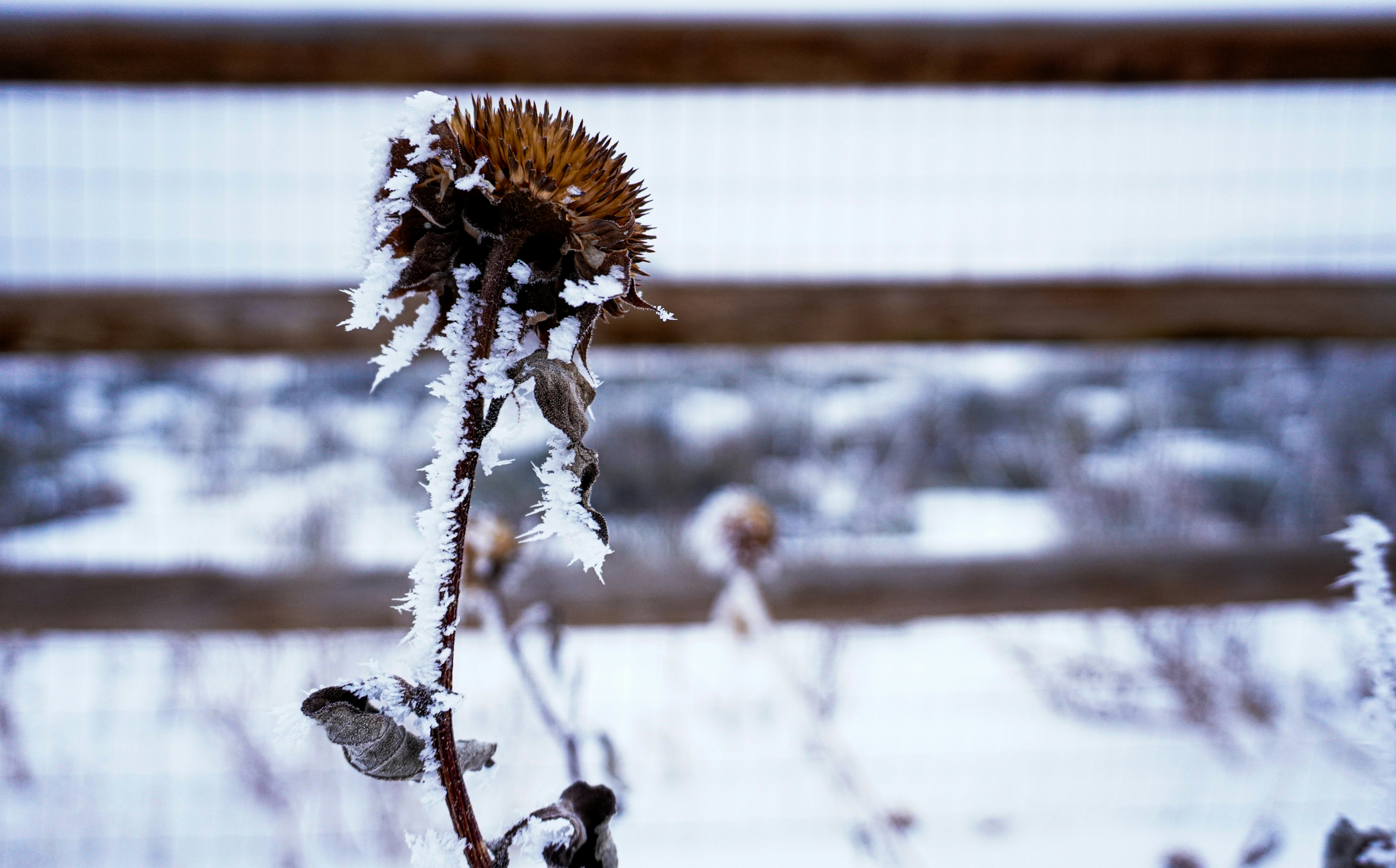 Winter Frost on a Fence-Seed Head