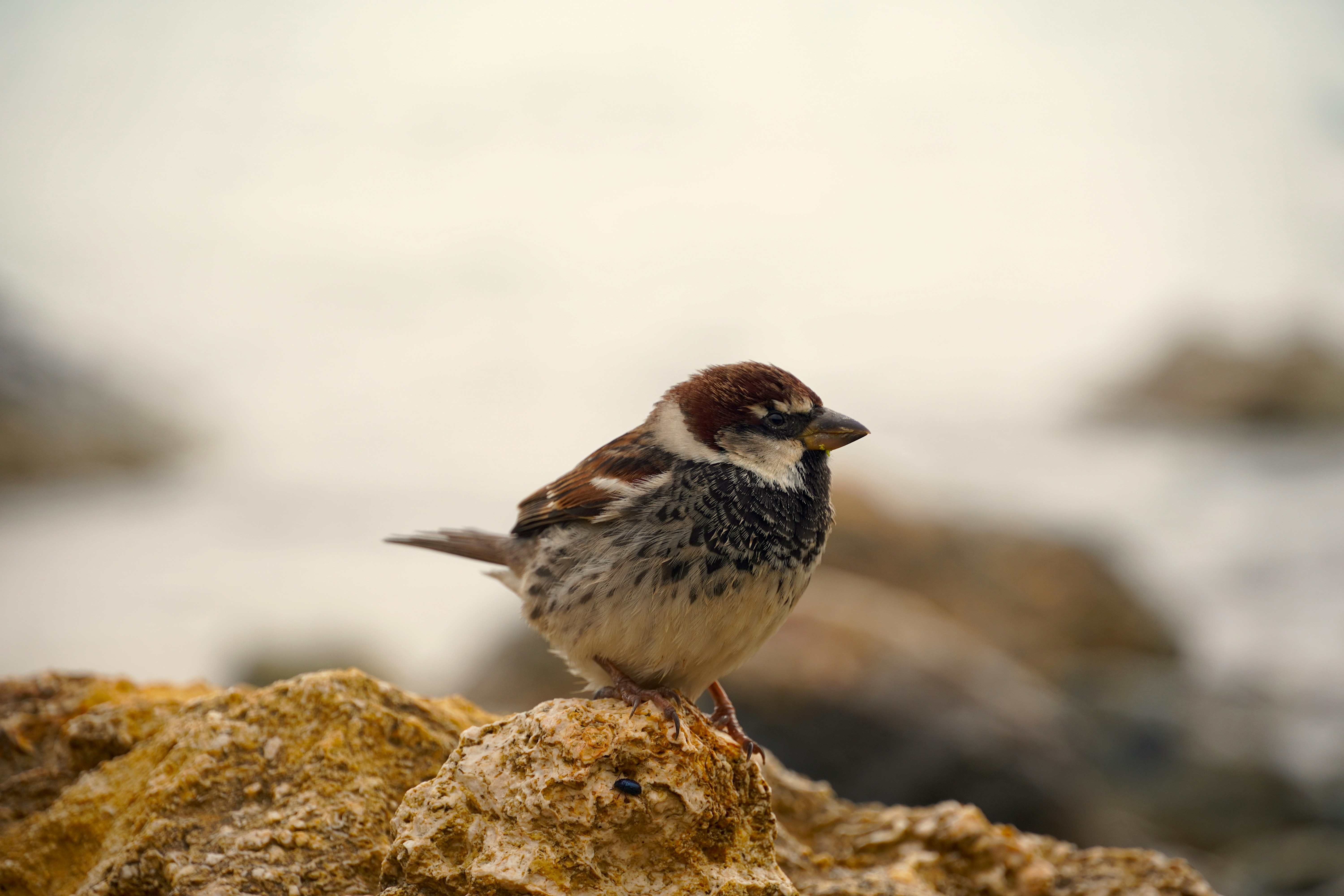 Edge of the Tide: a Sparrow Perched on a Weathered Rock