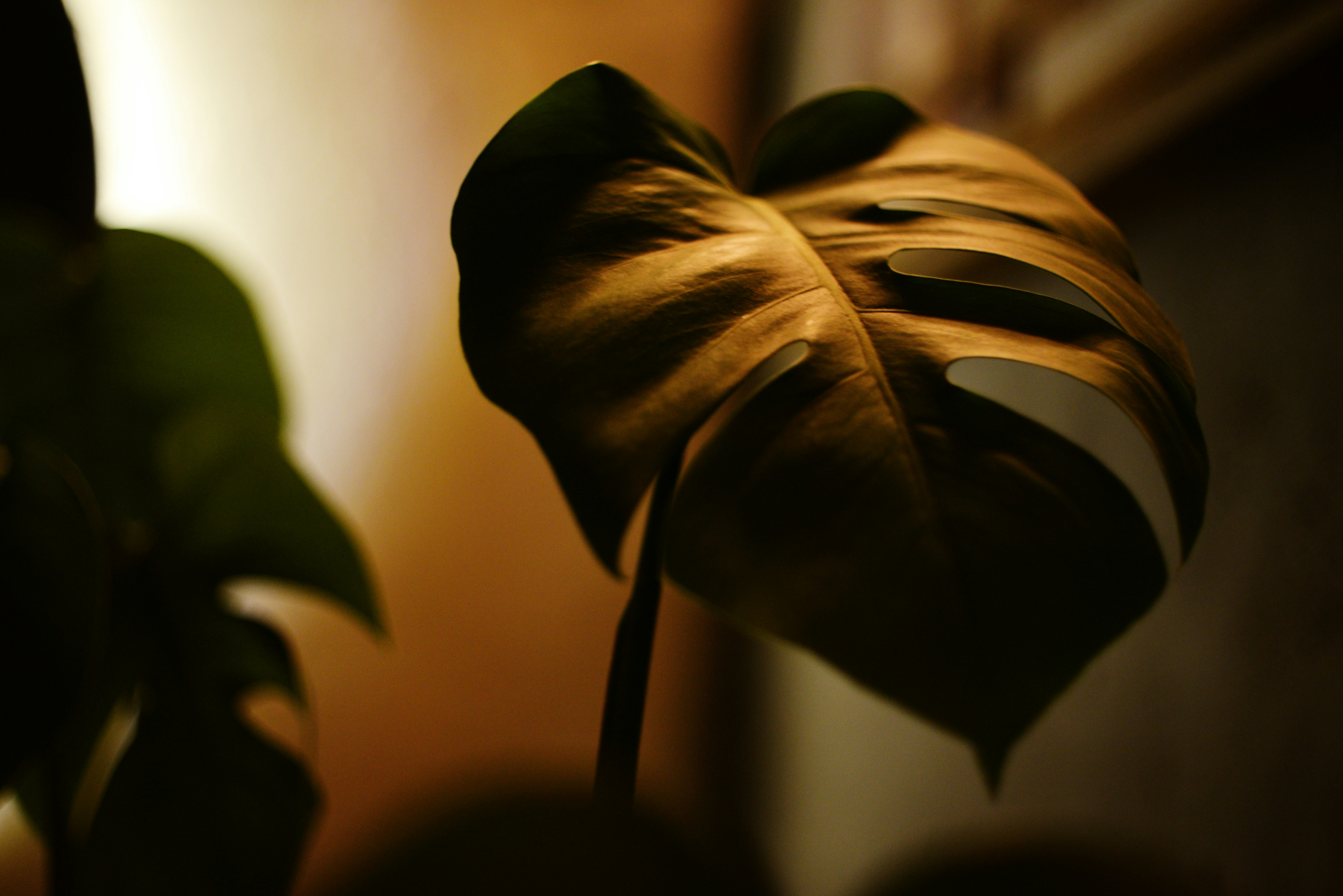 Monstera leaf partially illuminated, casting soft shadows against a warm, blurred background.