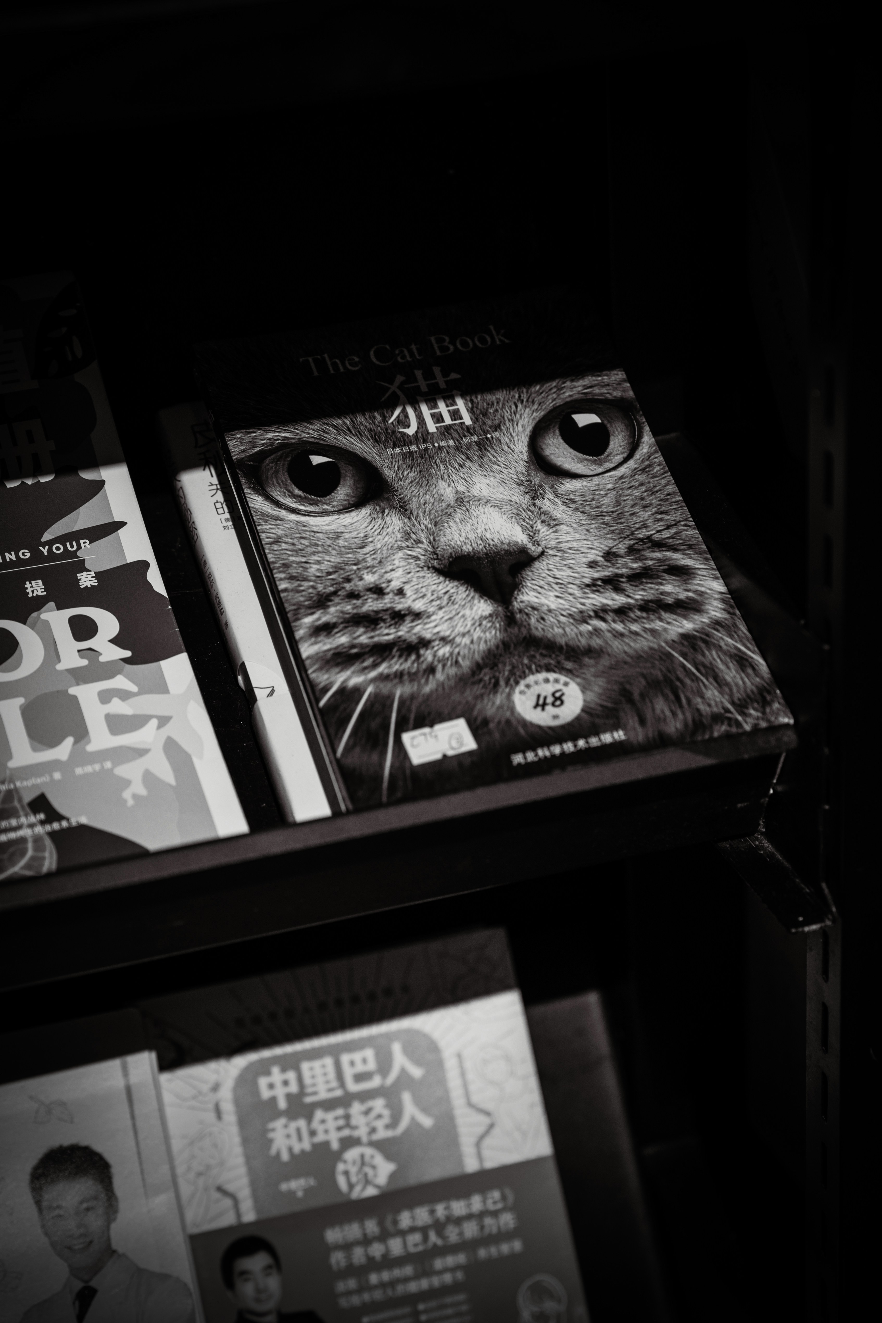 The Cat Book: A Close-Up Portrait in a Quiet Bookshelf Scene