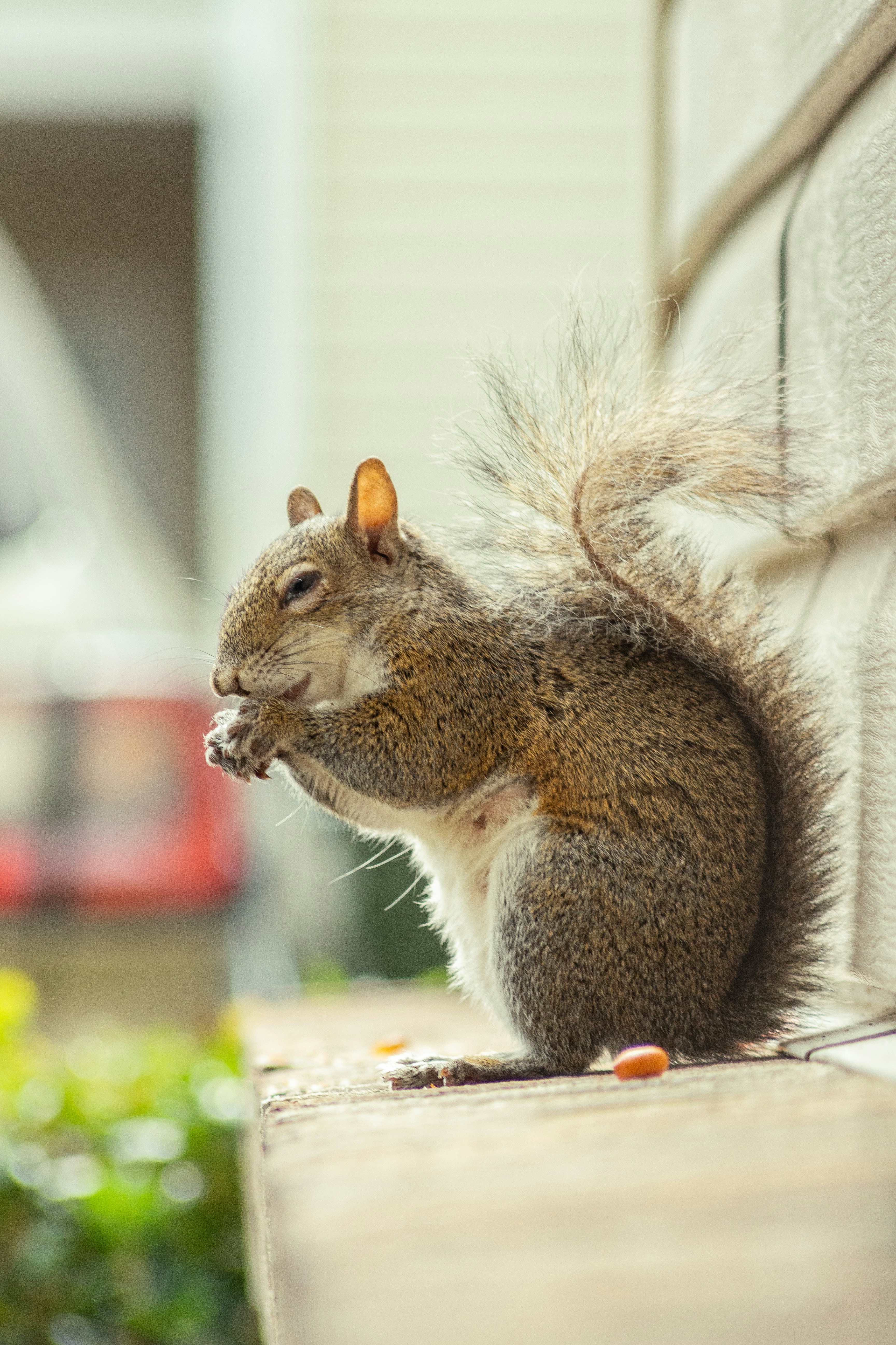 Side-View Squirrel on a Sunlit Concrete Ledge