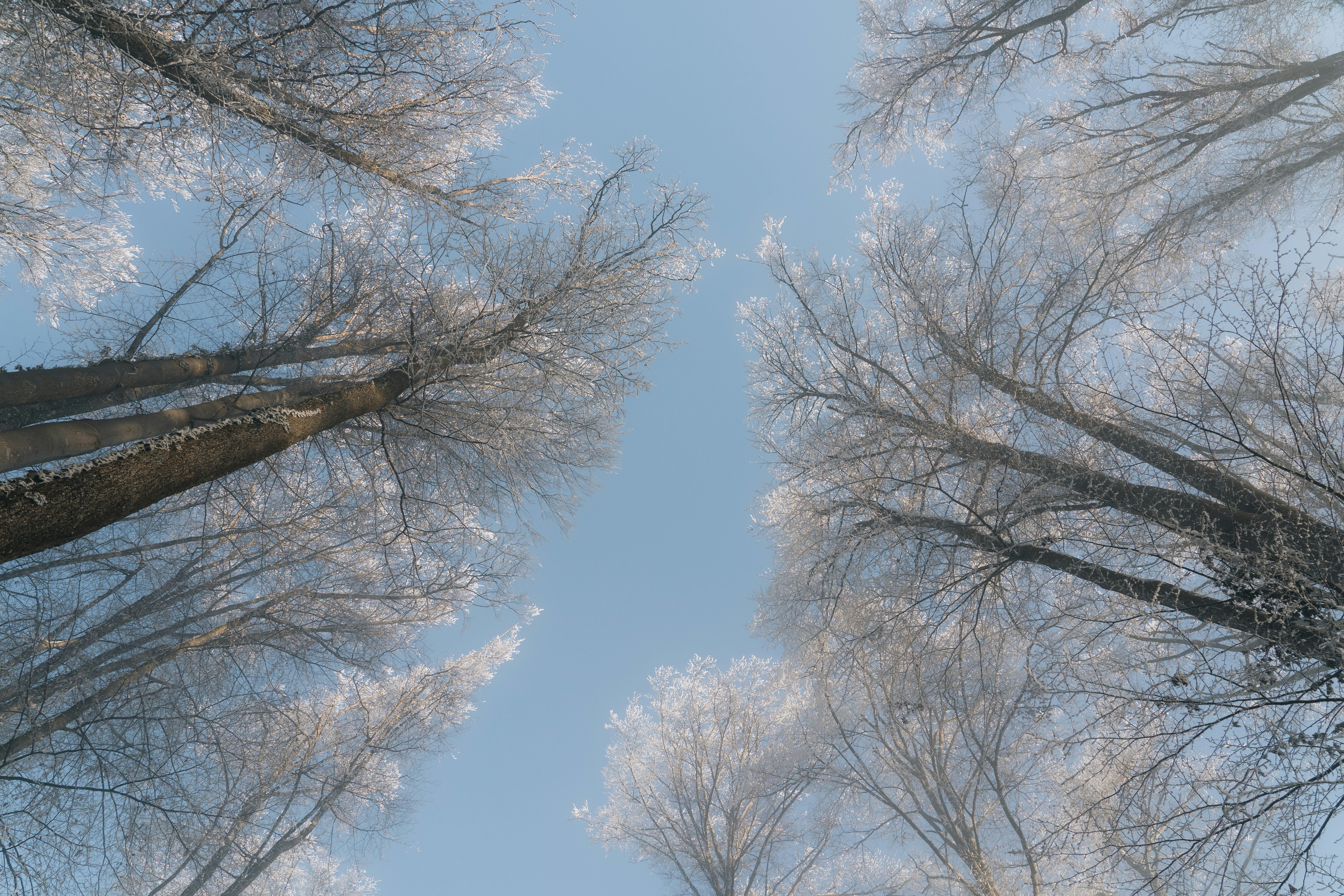 Looking up at the tops of trees in a forest photo – Free Schweiz Image ...