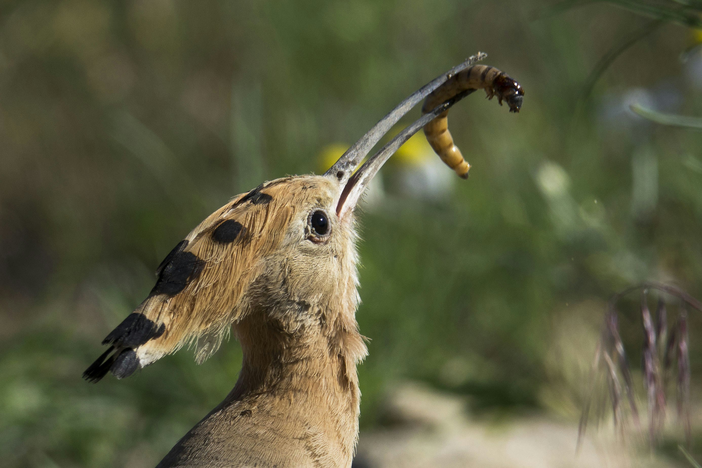 Grub on the Horn: a close-up moment with a horned creature