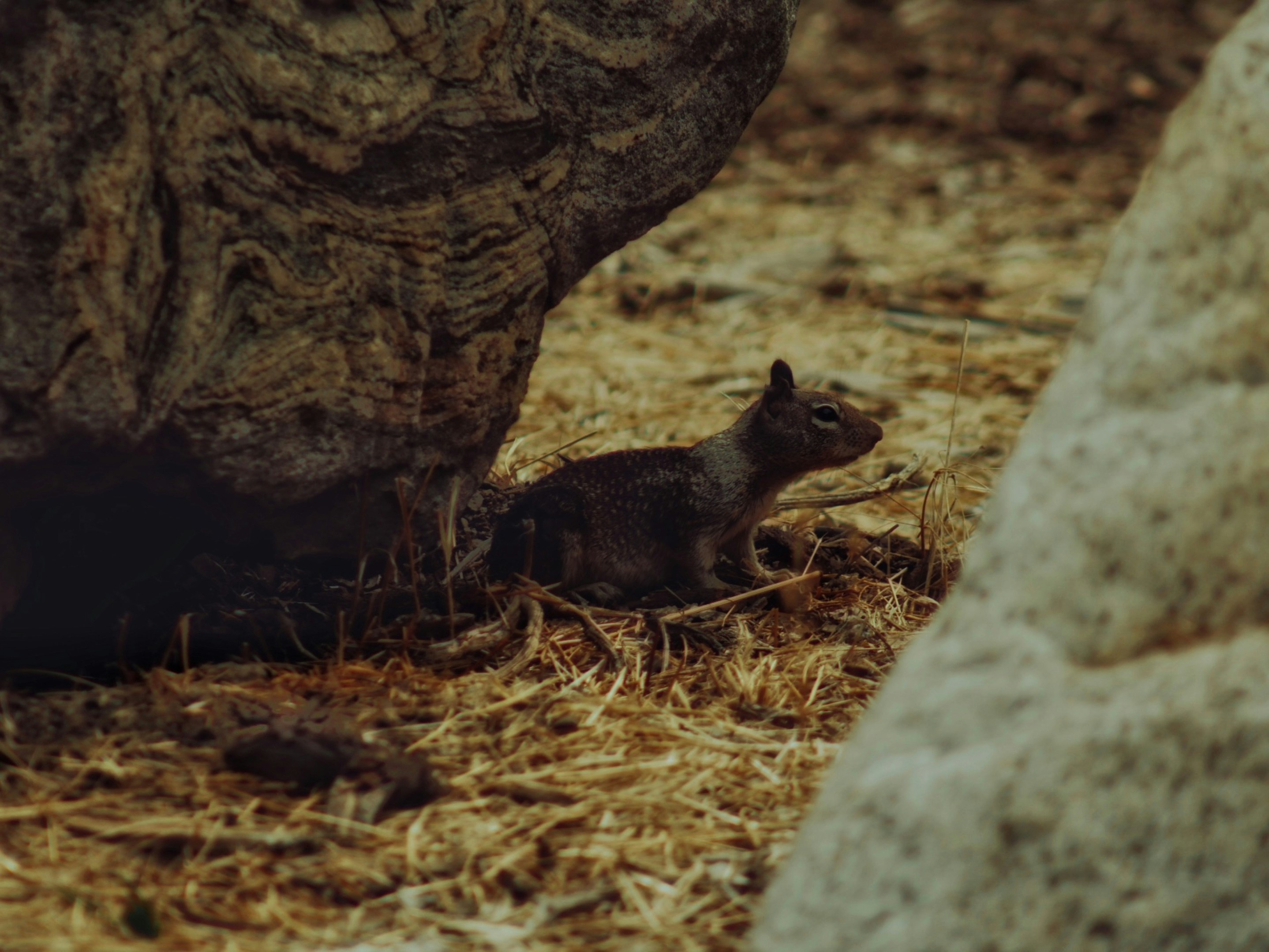 A lone chipmunk crouches among pine needles between weathered rocks, surveying its surroundings.