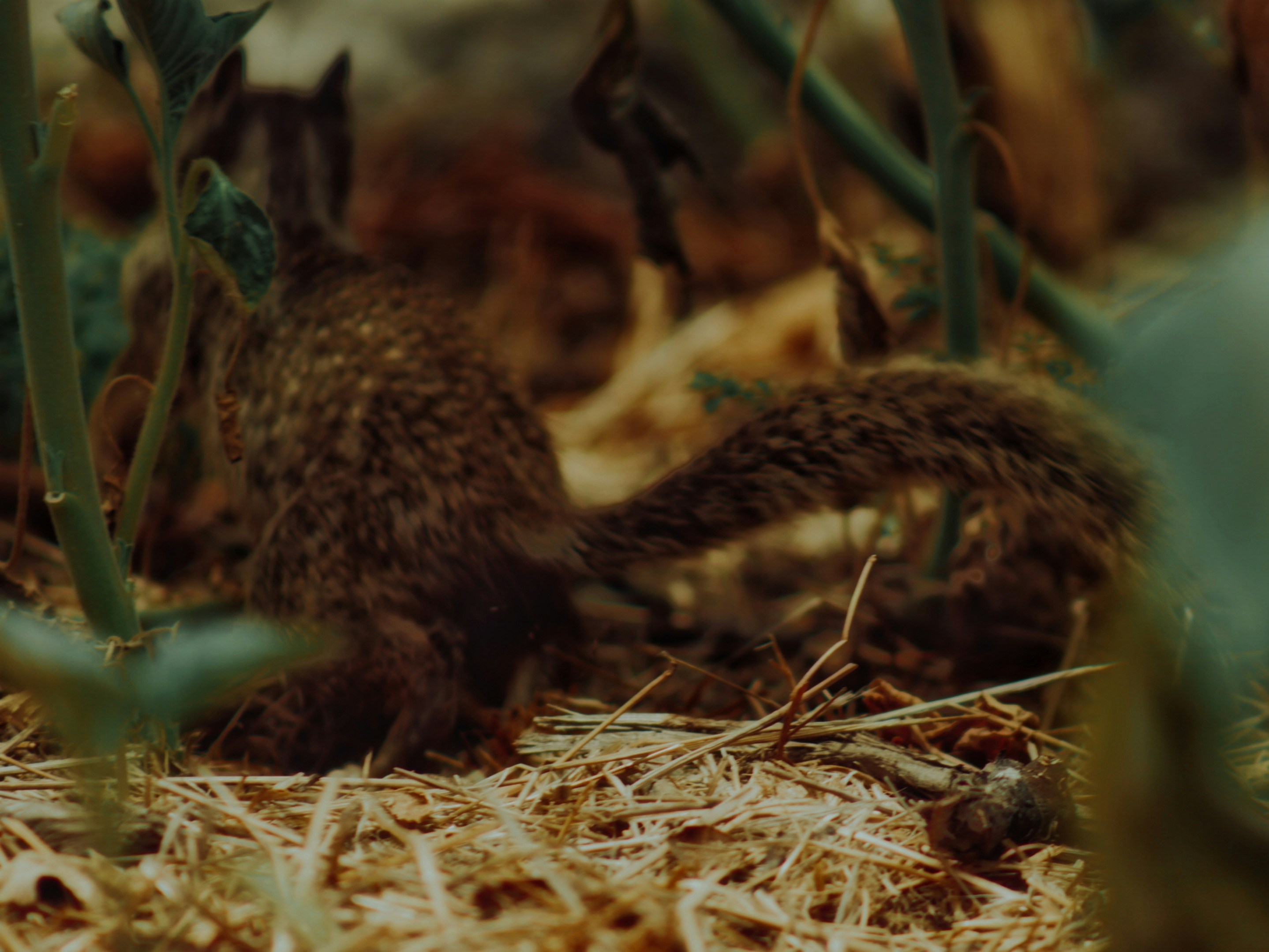 Brown creature nestled among straw and garden stems in soft, earthy light.