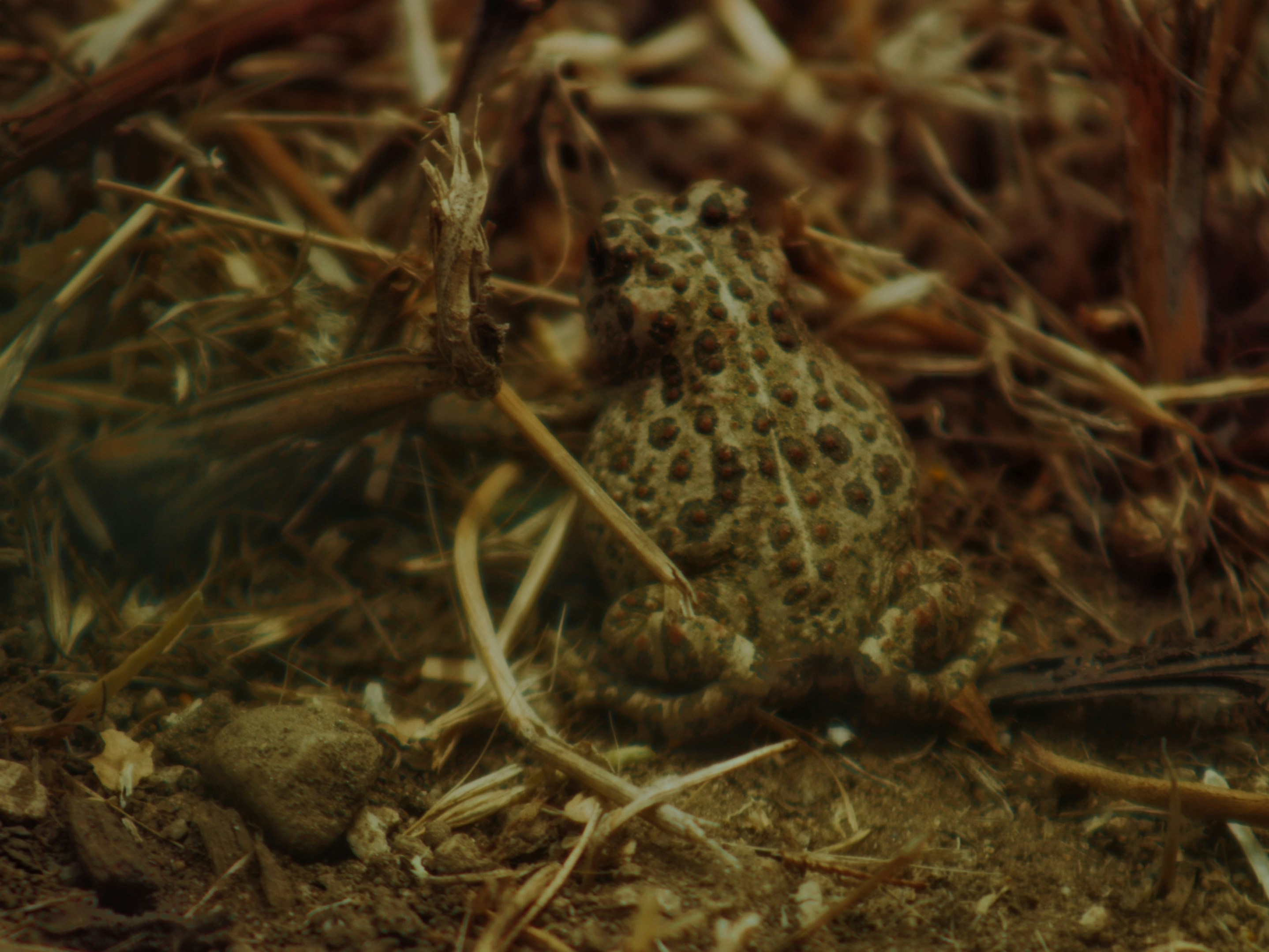 Hidden Amphibian Among Weeds: Camouflaged Toad in Dry Bedding