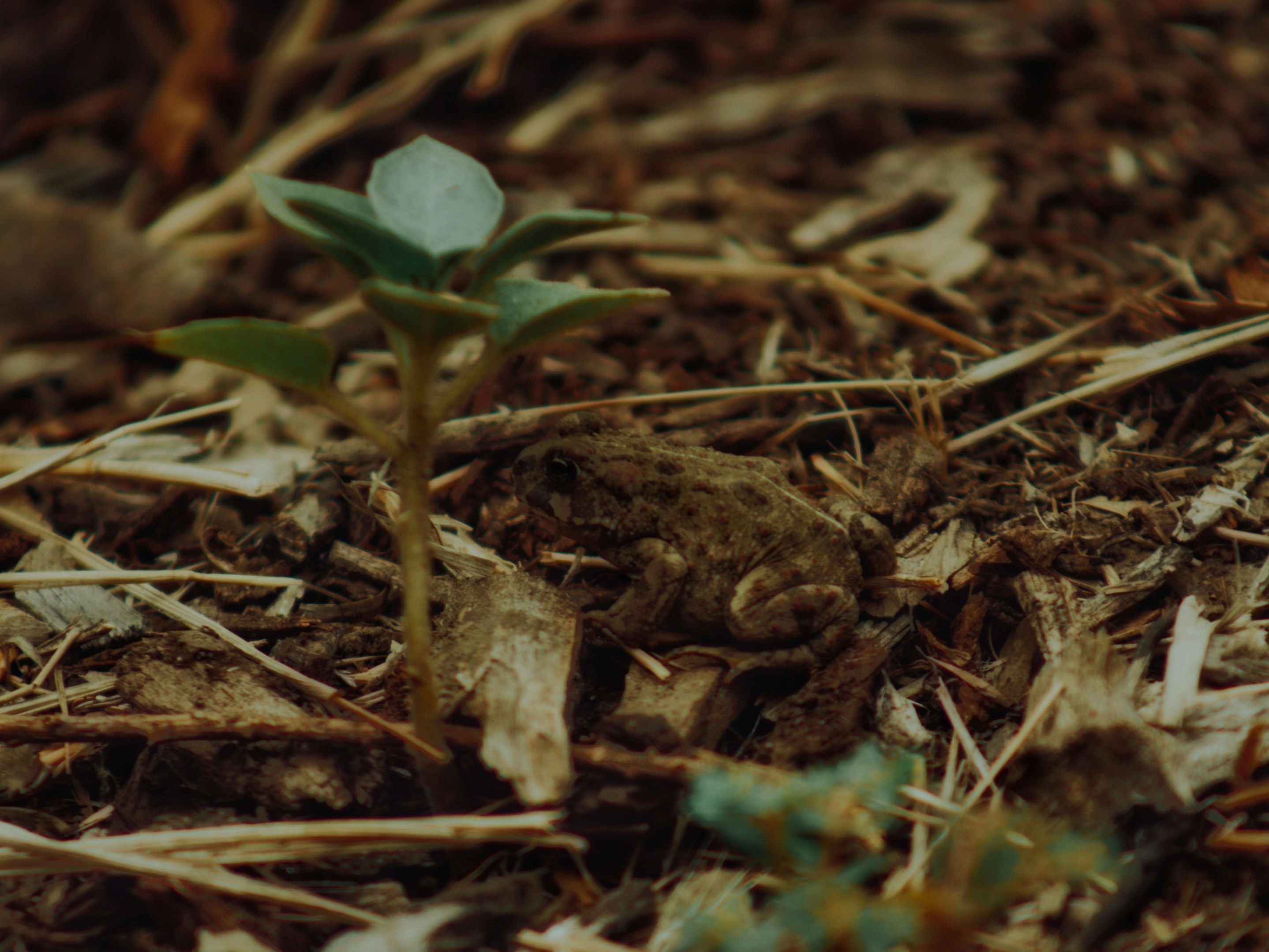 First Green Sprout Breaking Through the Leaf Litter