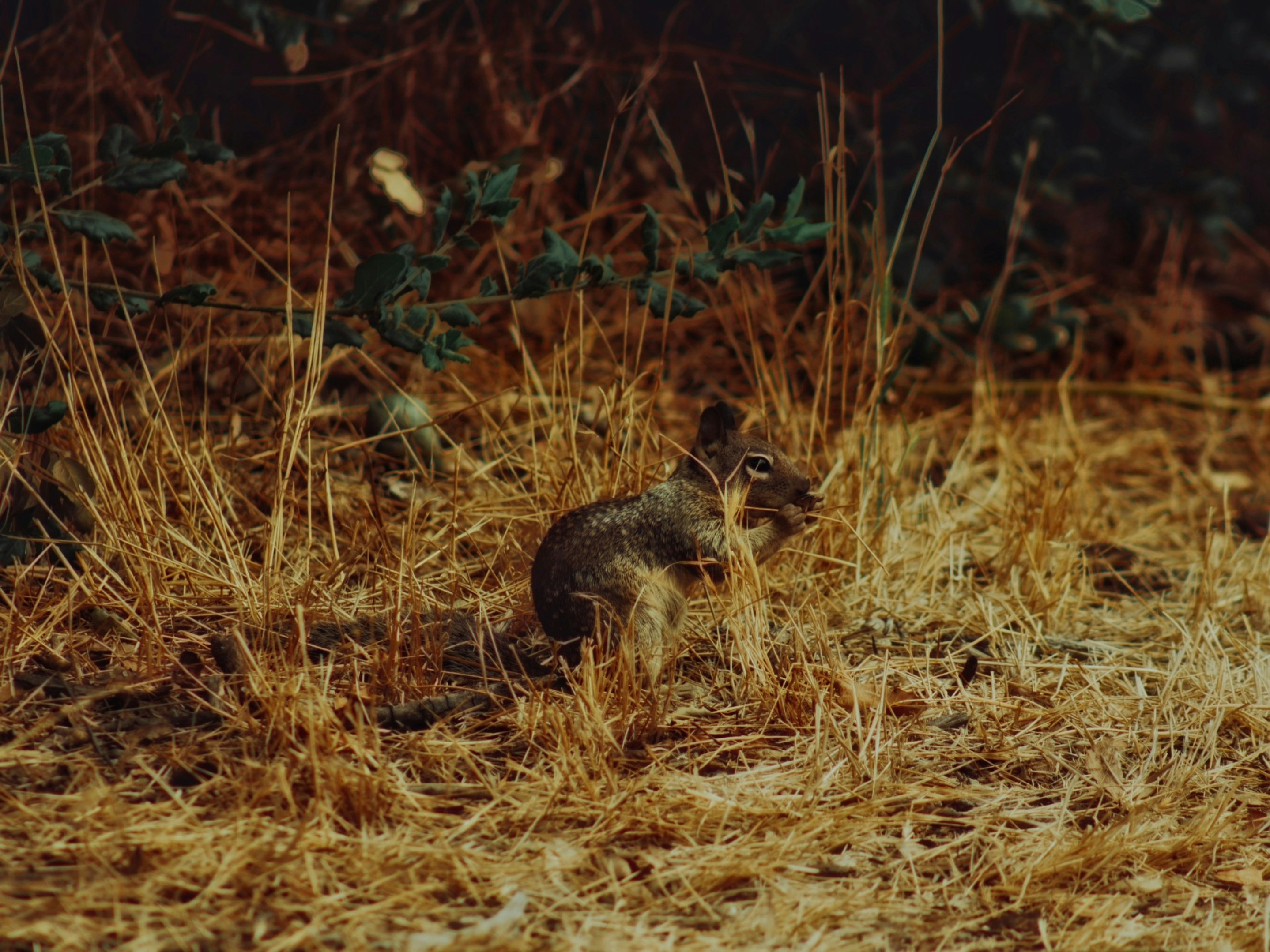 Autumn Sentry in Sunlit Scrub