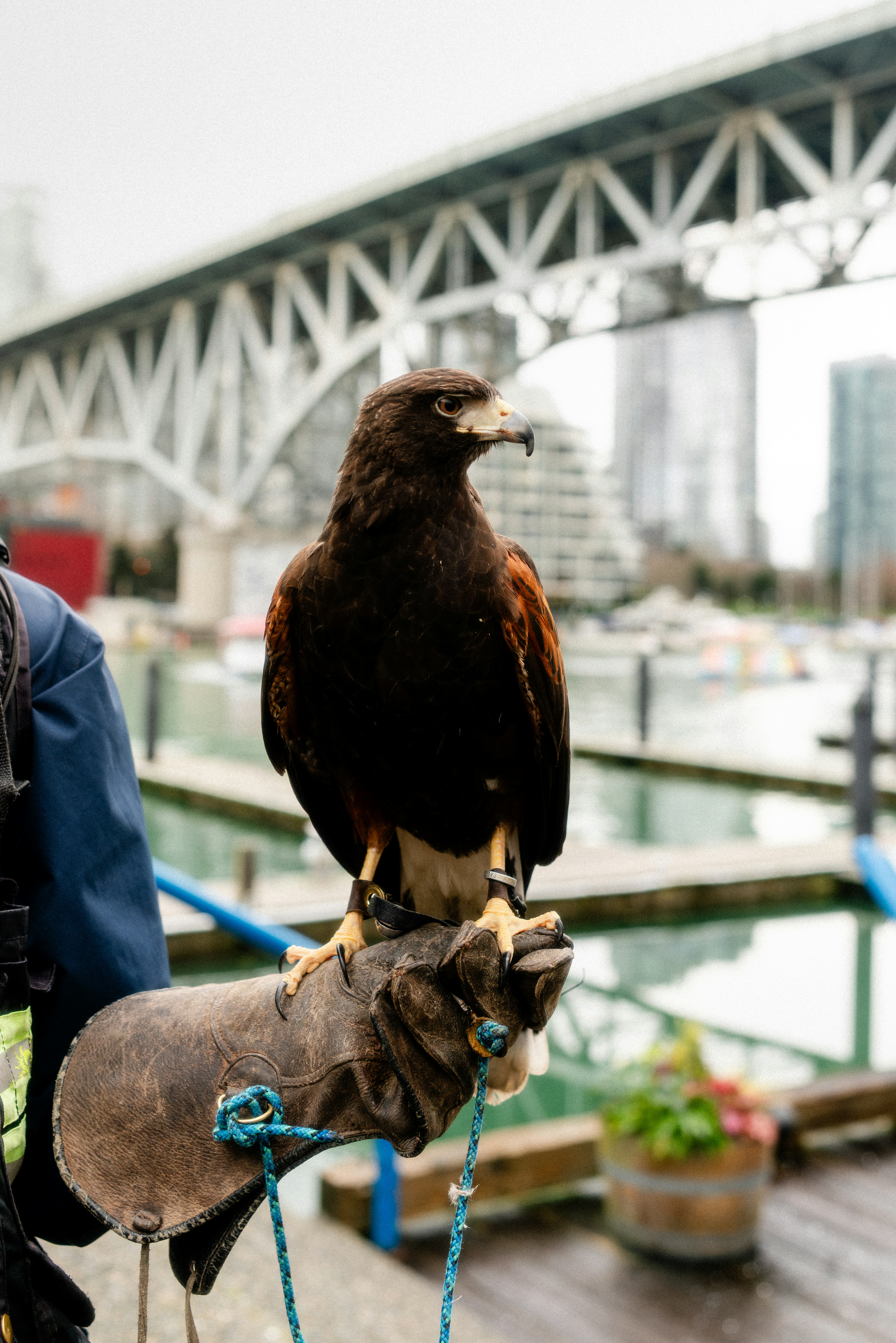 A man holding a large bird on his arm photo – Free Granville island ...