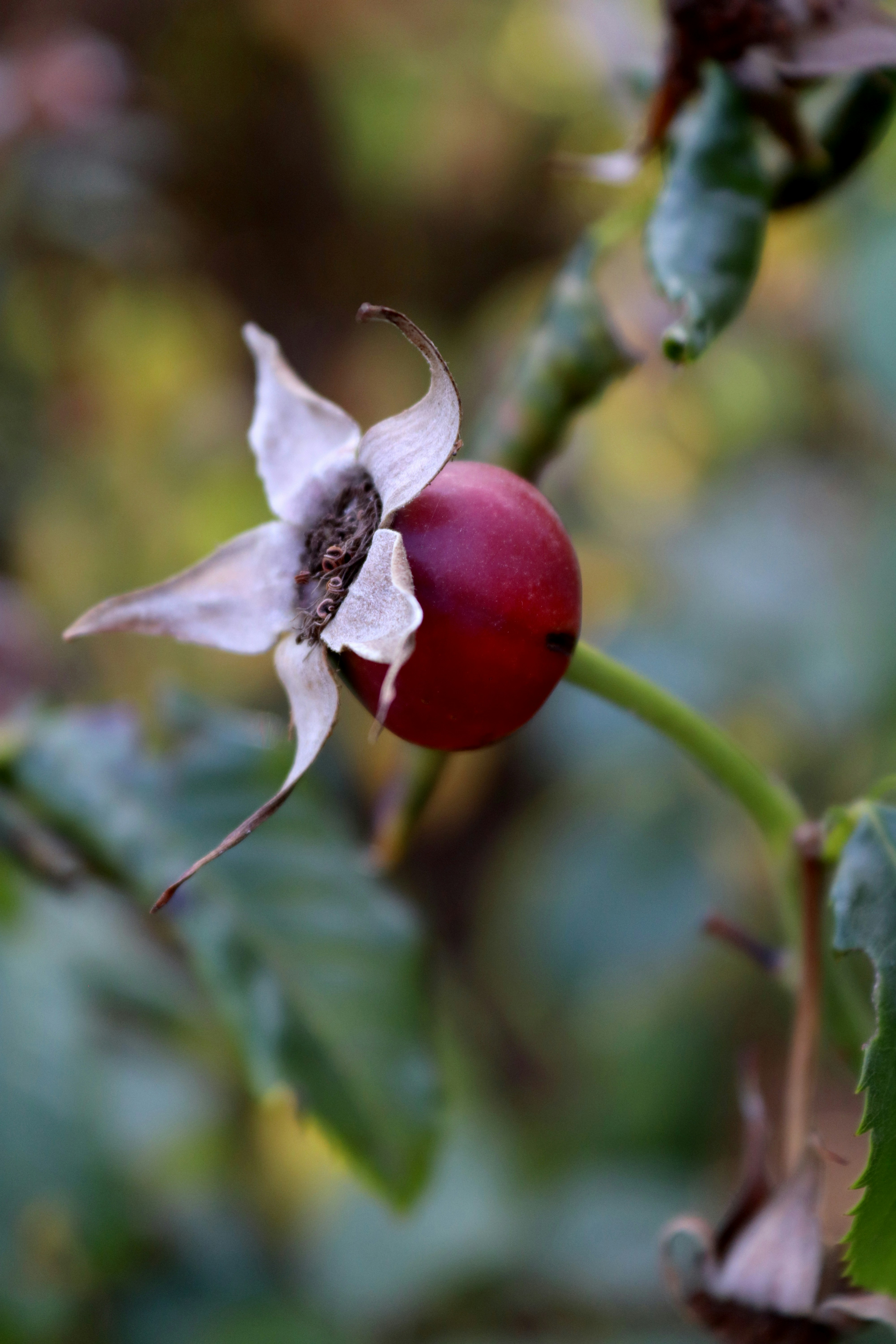 Crimson Rose Hip in Gentle Autumn Blur