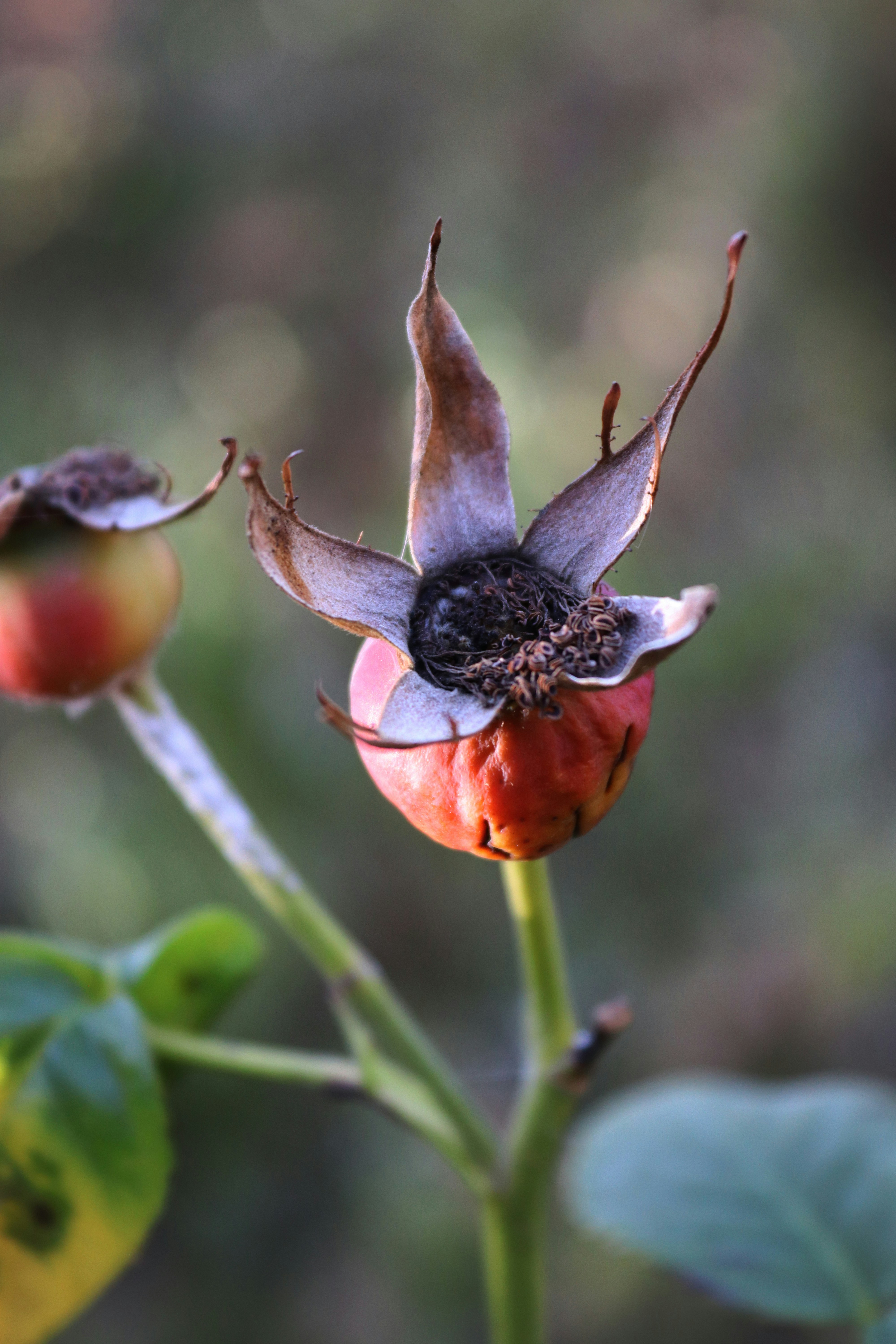 Withered Rose Hip: A Quiet Macro Moment of Decay and Color