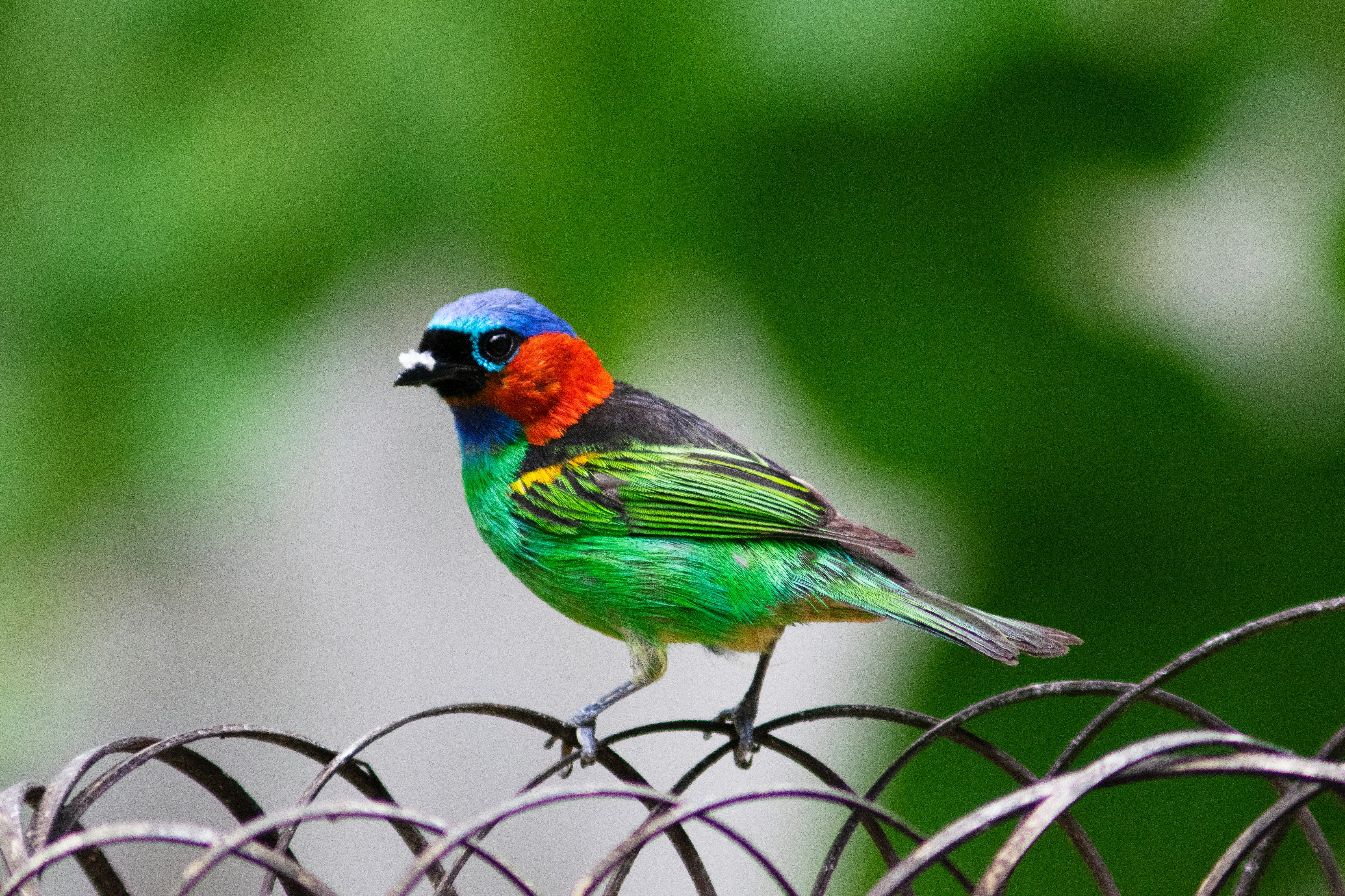 Vibrant Green-bodied Warbler perches on Coiled Wire Fence