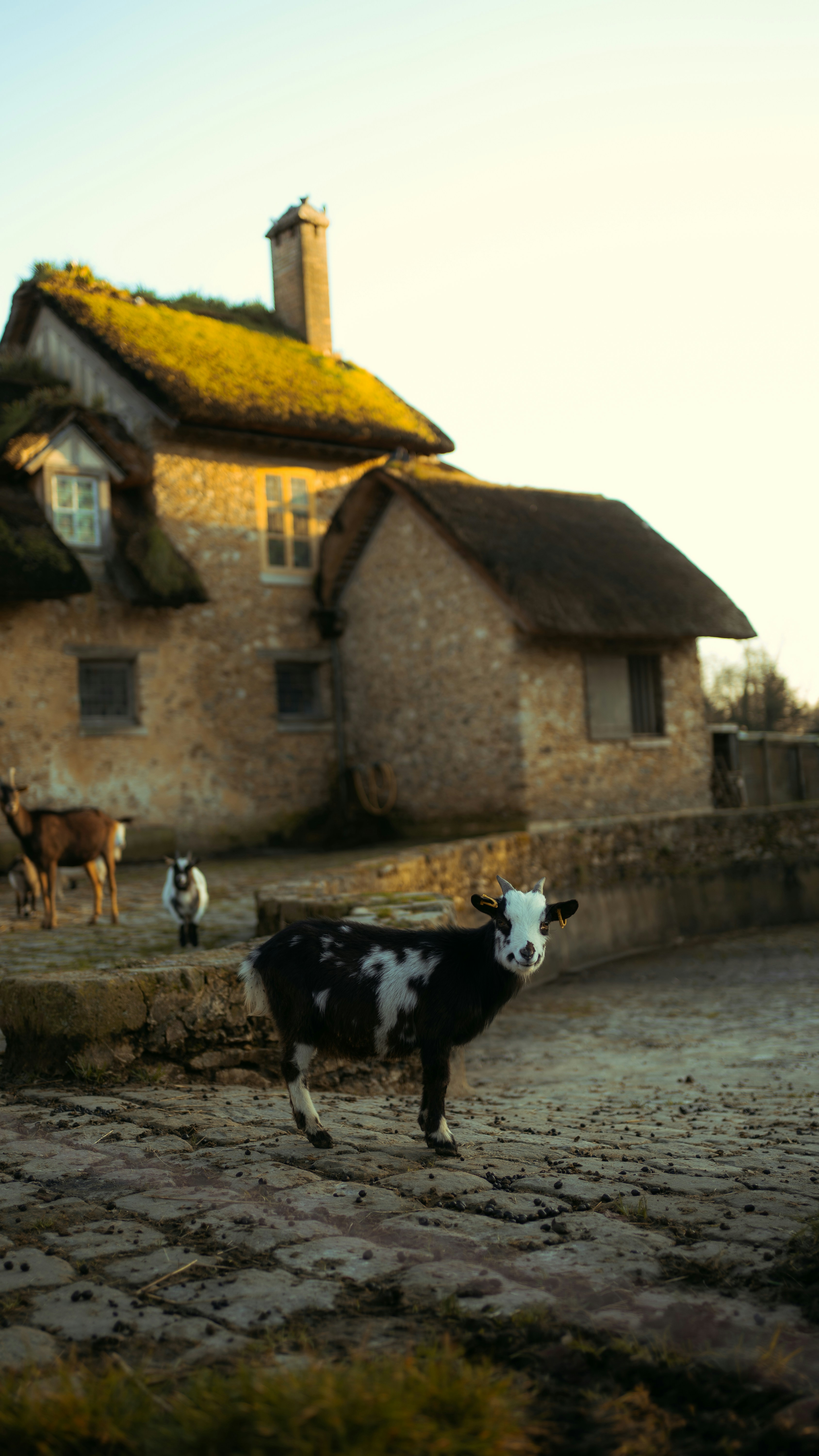 Golden Hour Calf at a Sunlit Thatched Cottage