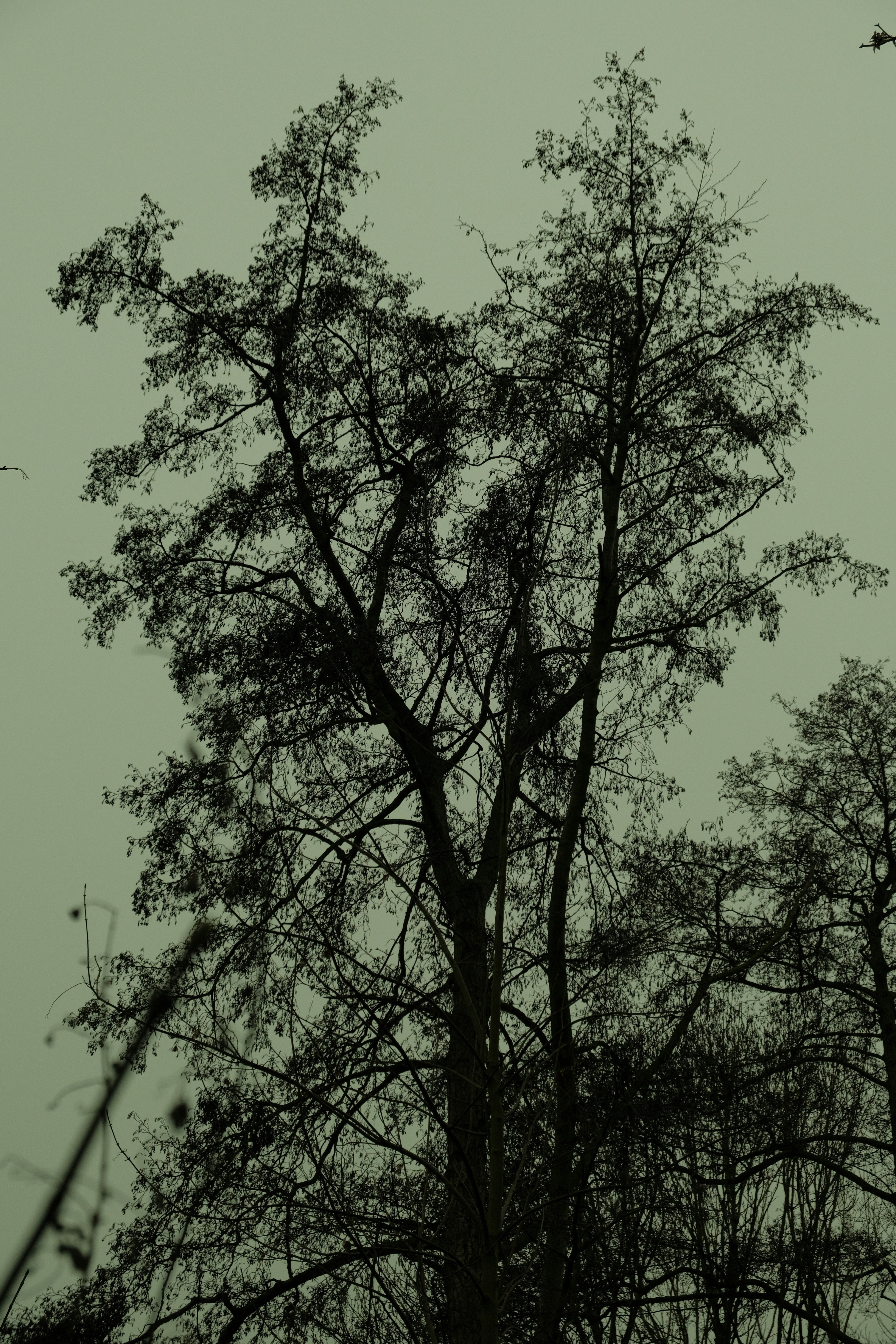 A plane flying over a tree filled forest photo – Free Spijkenisse Image ...