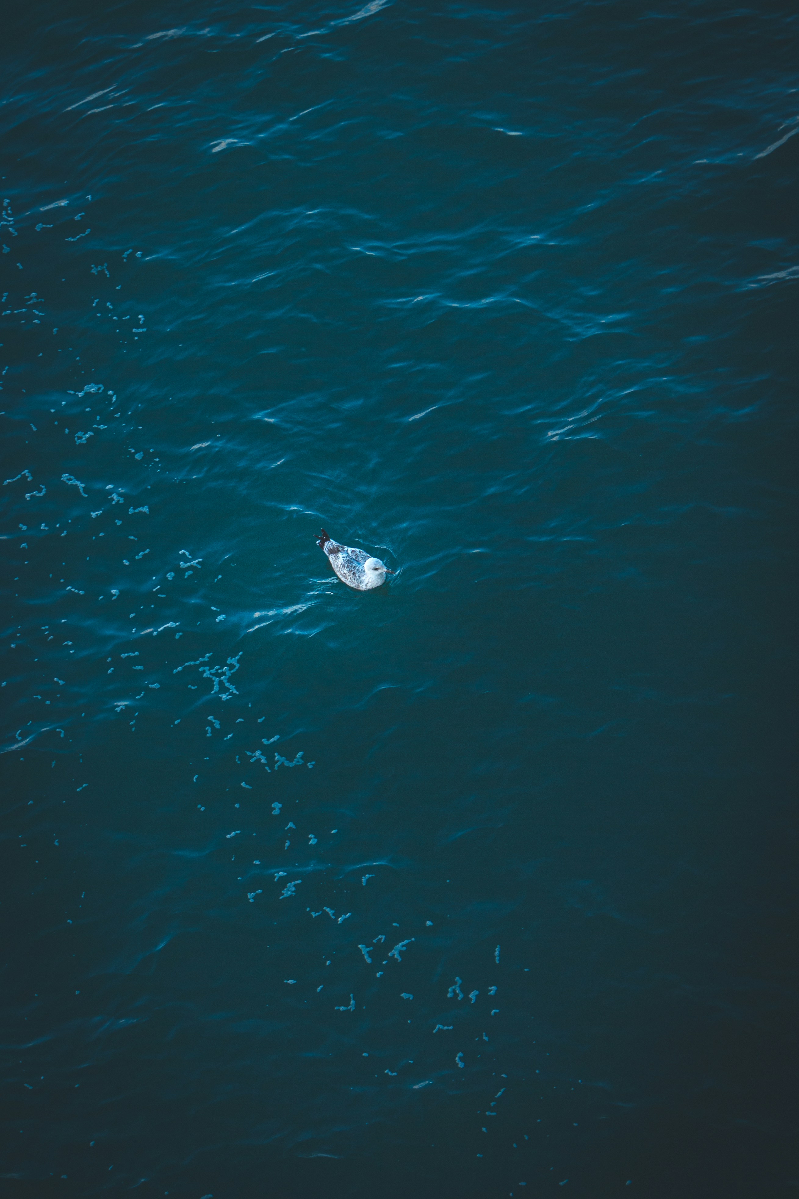 Solitary white seal glides through a cobalt ocean, captured from above