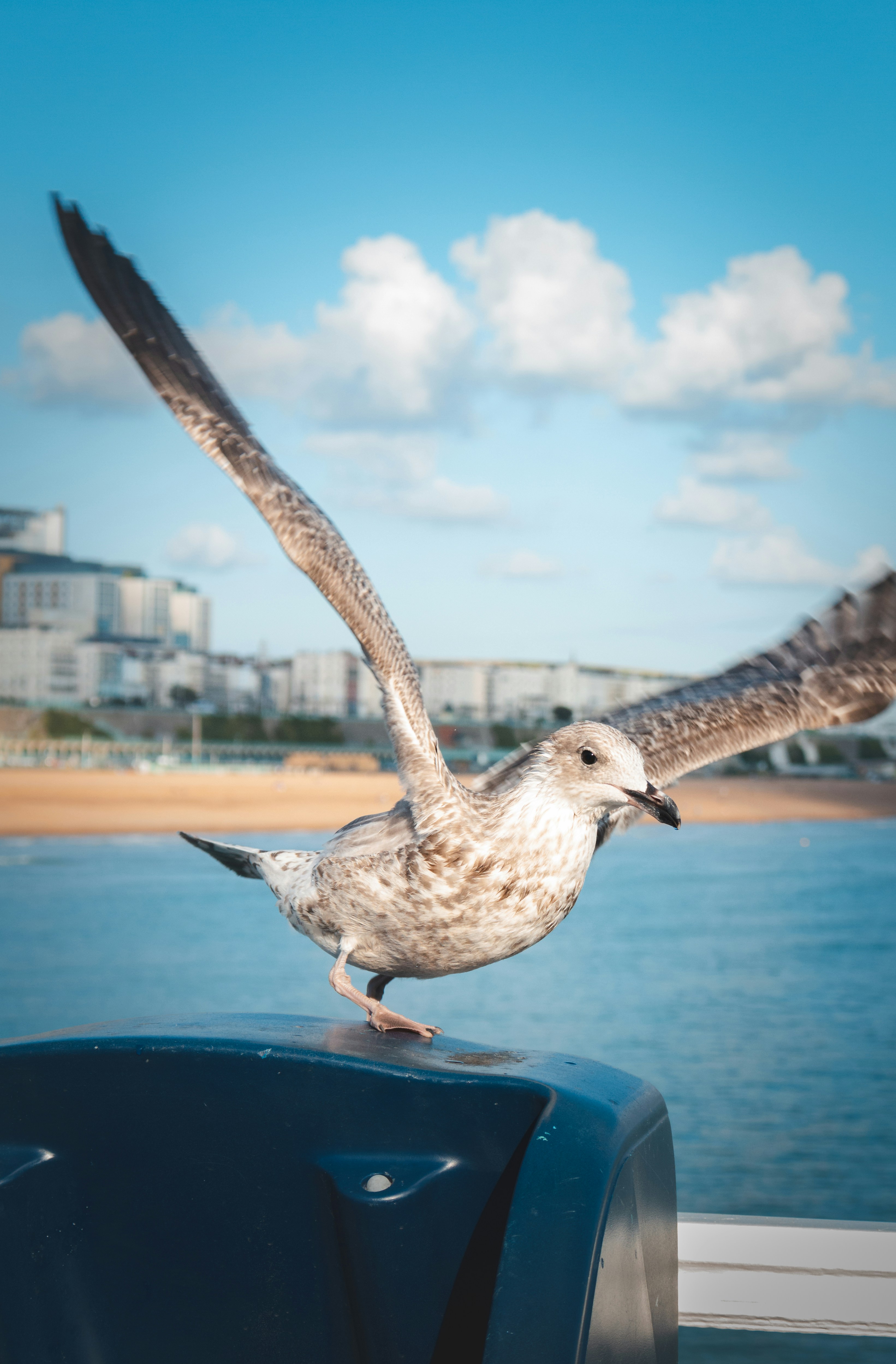 Seagull Perch at the Marina: Wings Against a City Backdrop