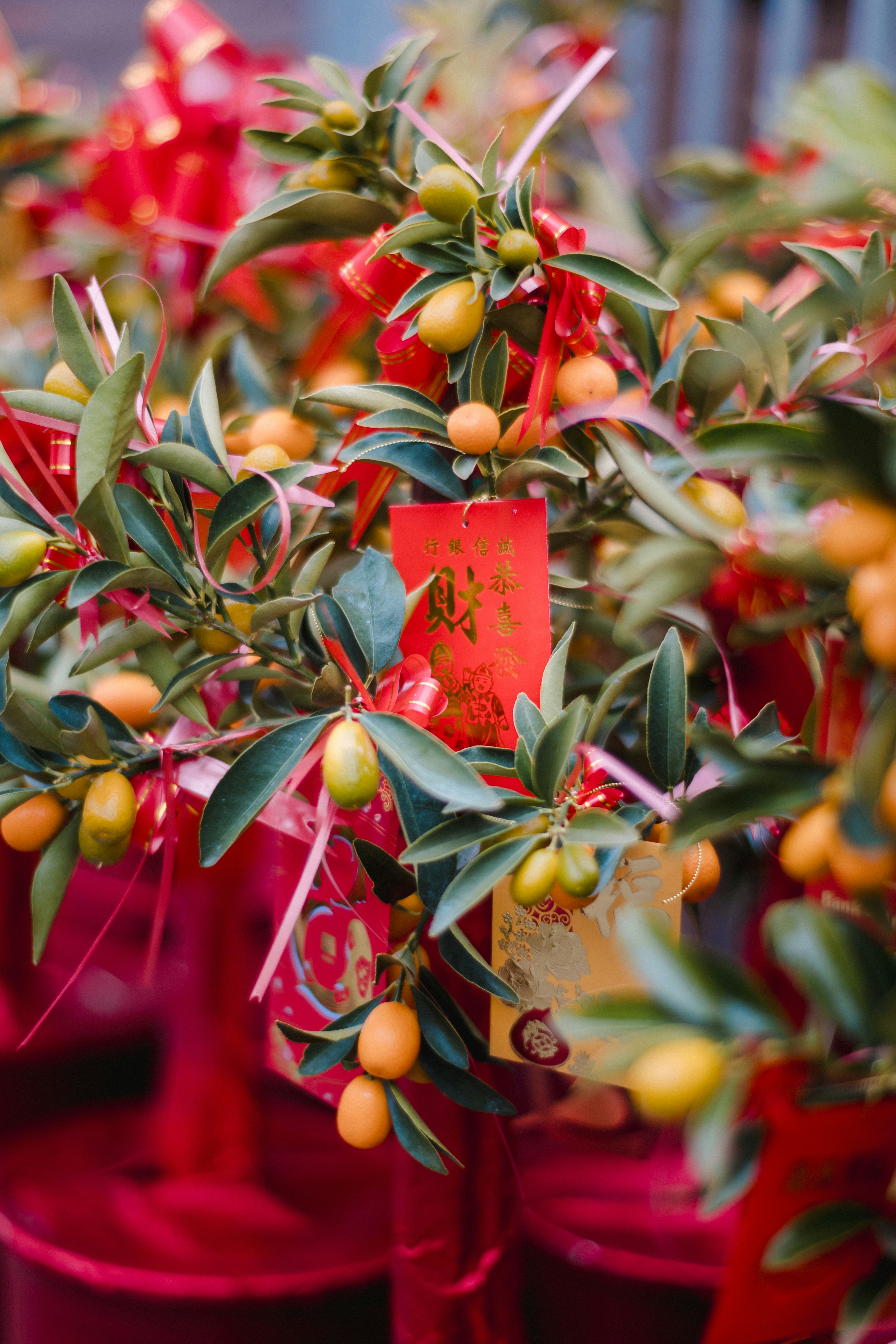 Red Envelopes and Golden Oranges: A Lush Lunar New Year Greeting