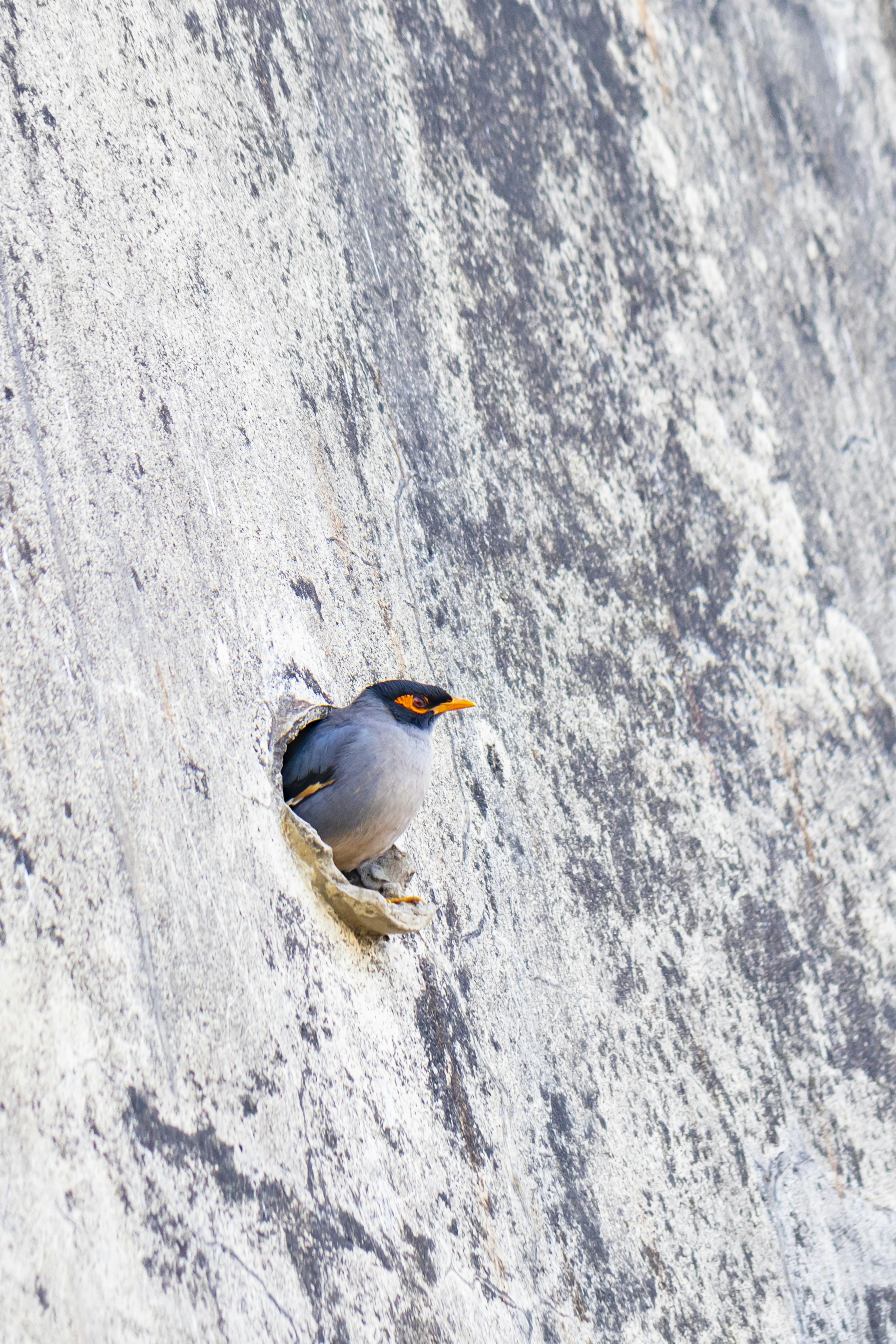 Cliffside Sentinel: a blue-gray songbird peeks from a crevice
