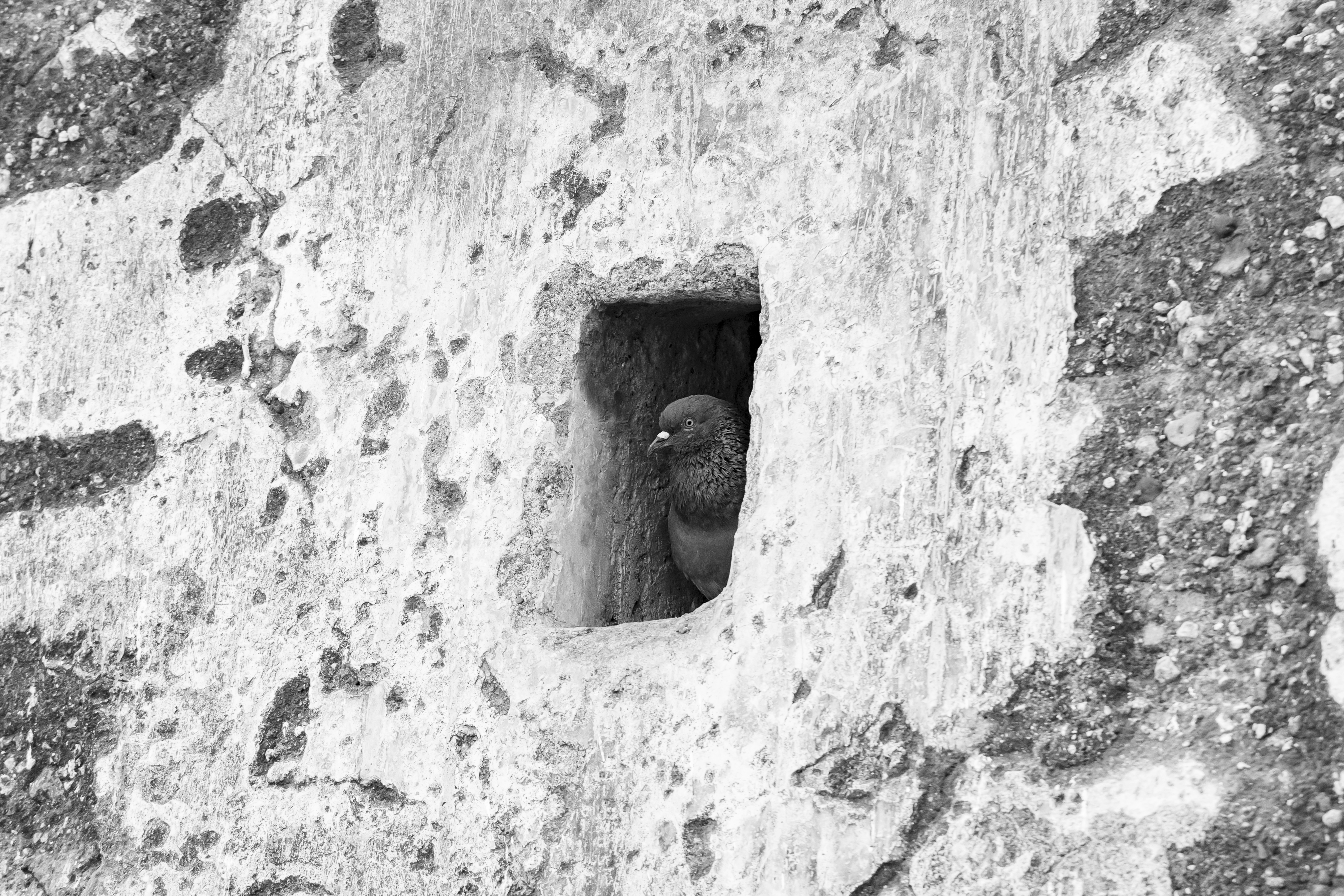 Stone Nook Sentinel: A Tiny Bird Peeks from the Wall