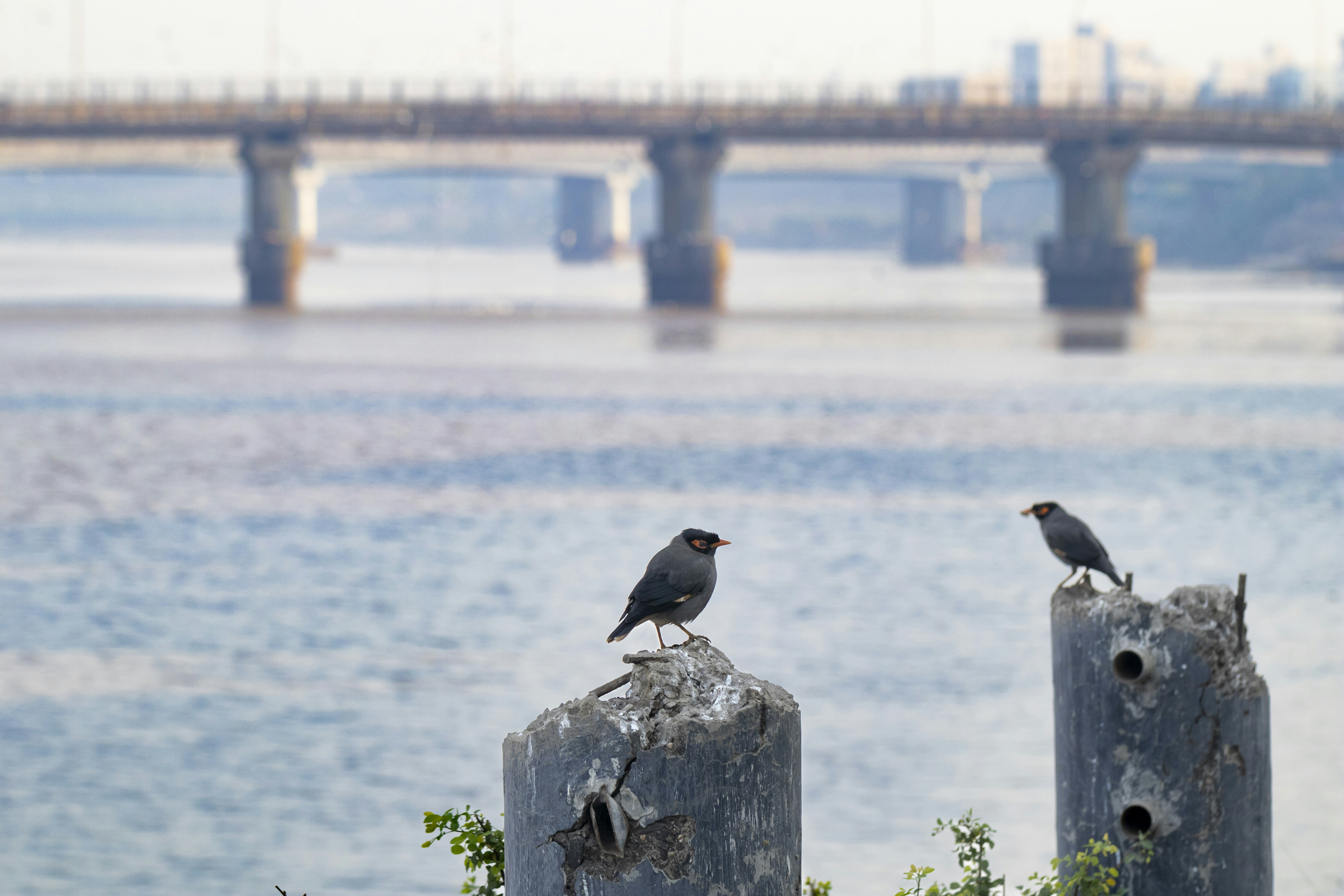 Perched Sentinels on Riverside Pillars
