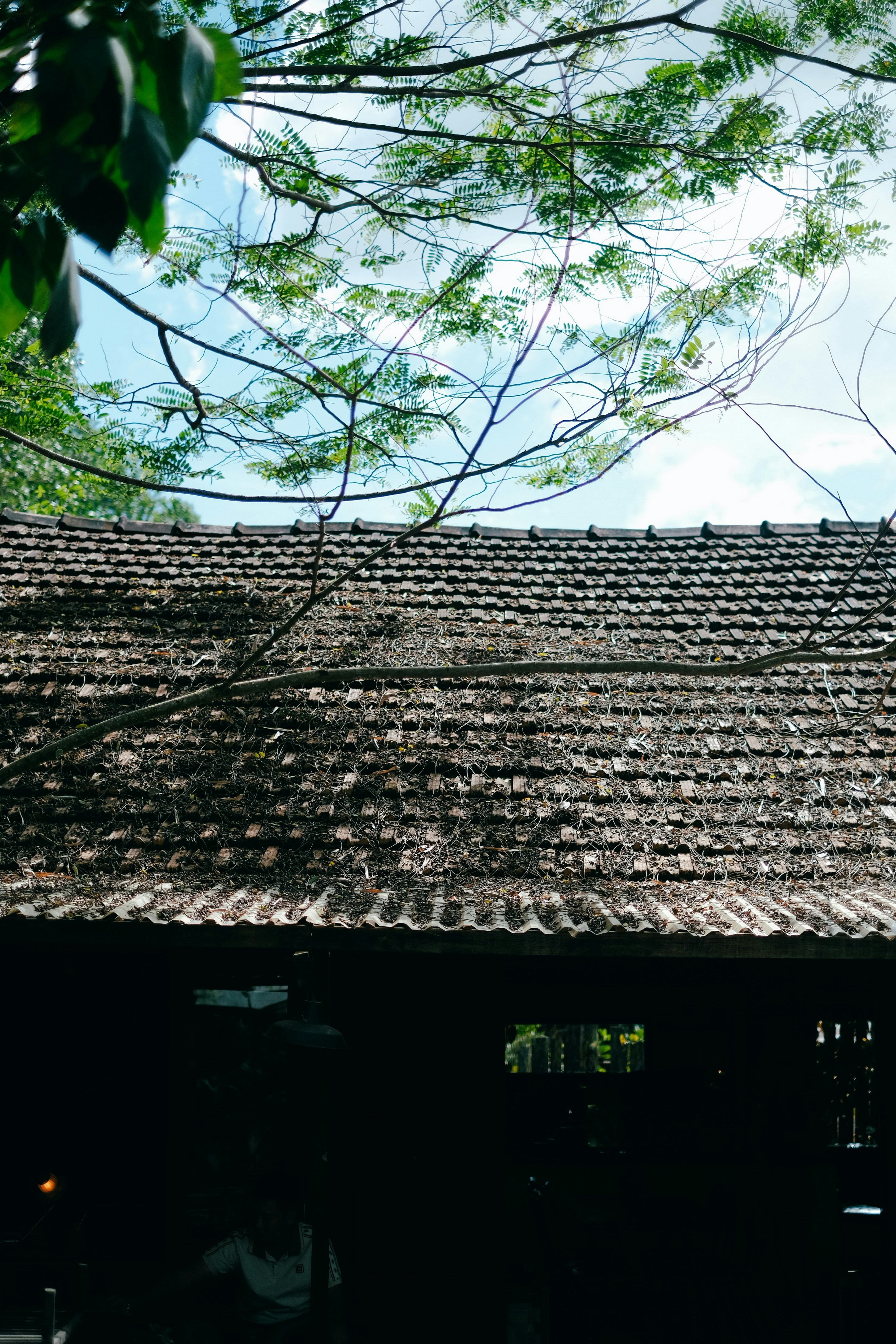 Weathered Tile Waves Beneath a Leafy Sky