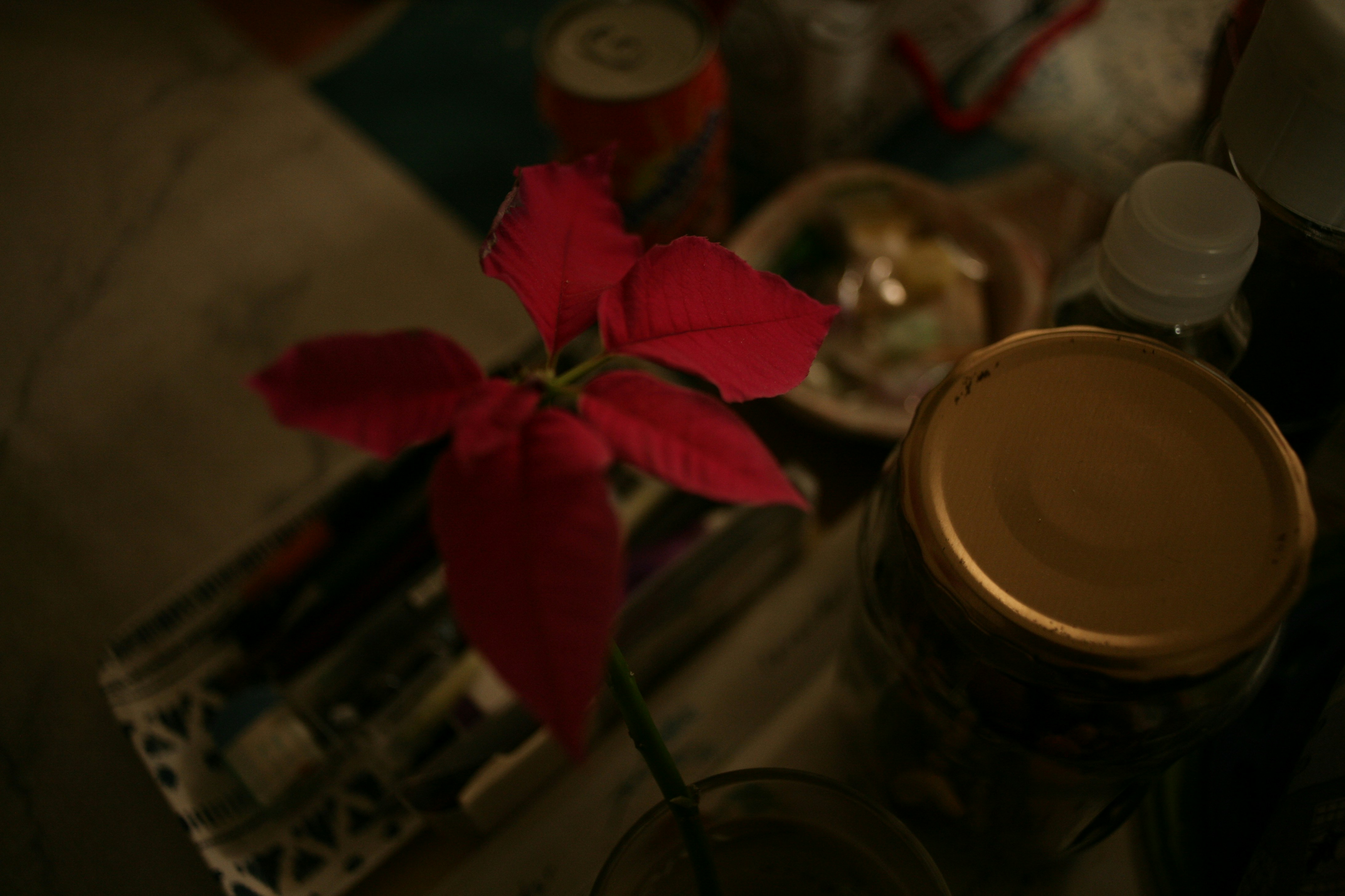 Poinsettia Still Life in a Dim Studio, Bottles and Jars in Soft Light