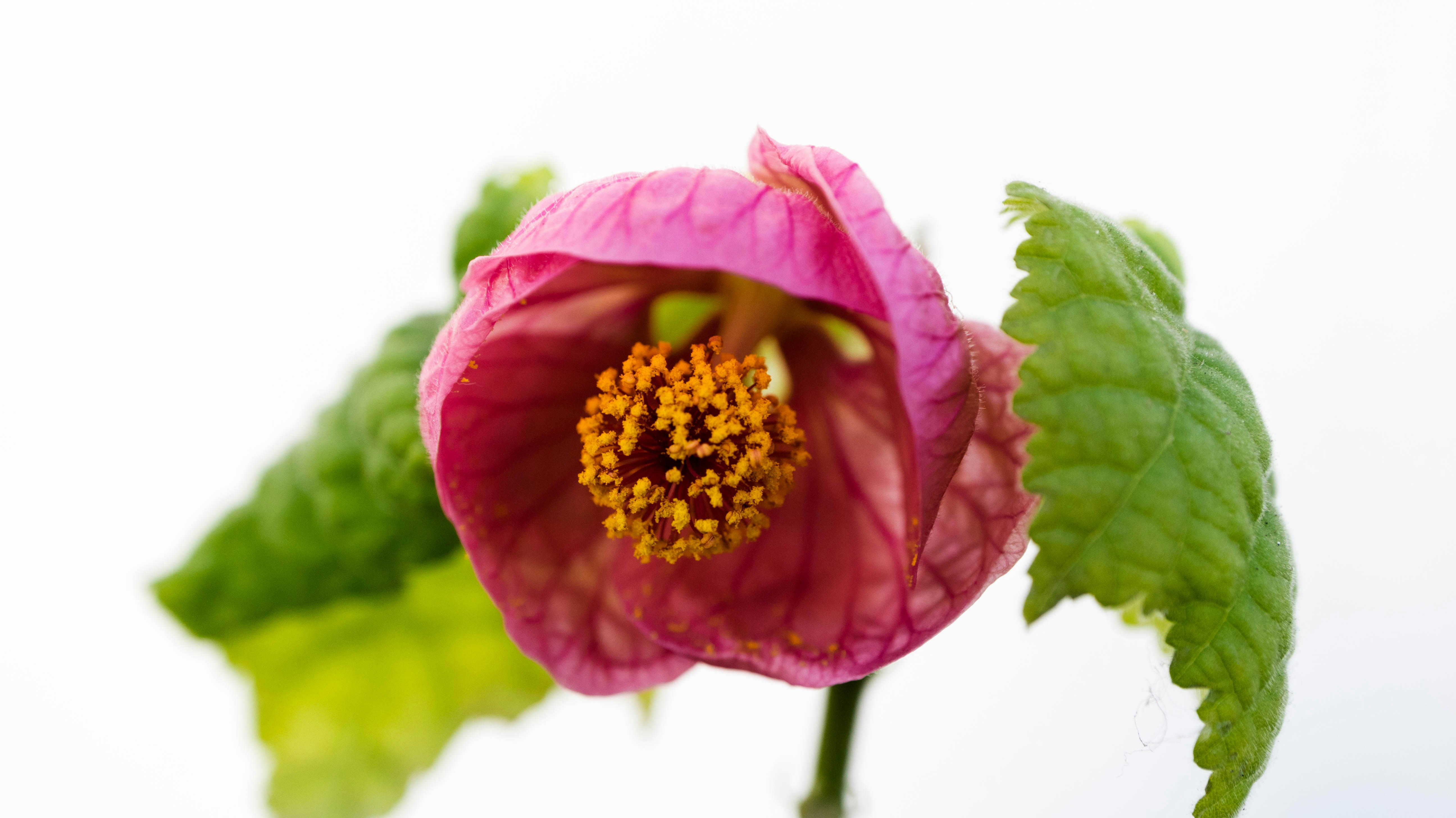 Whispers of Nature: The Delicate Bloom