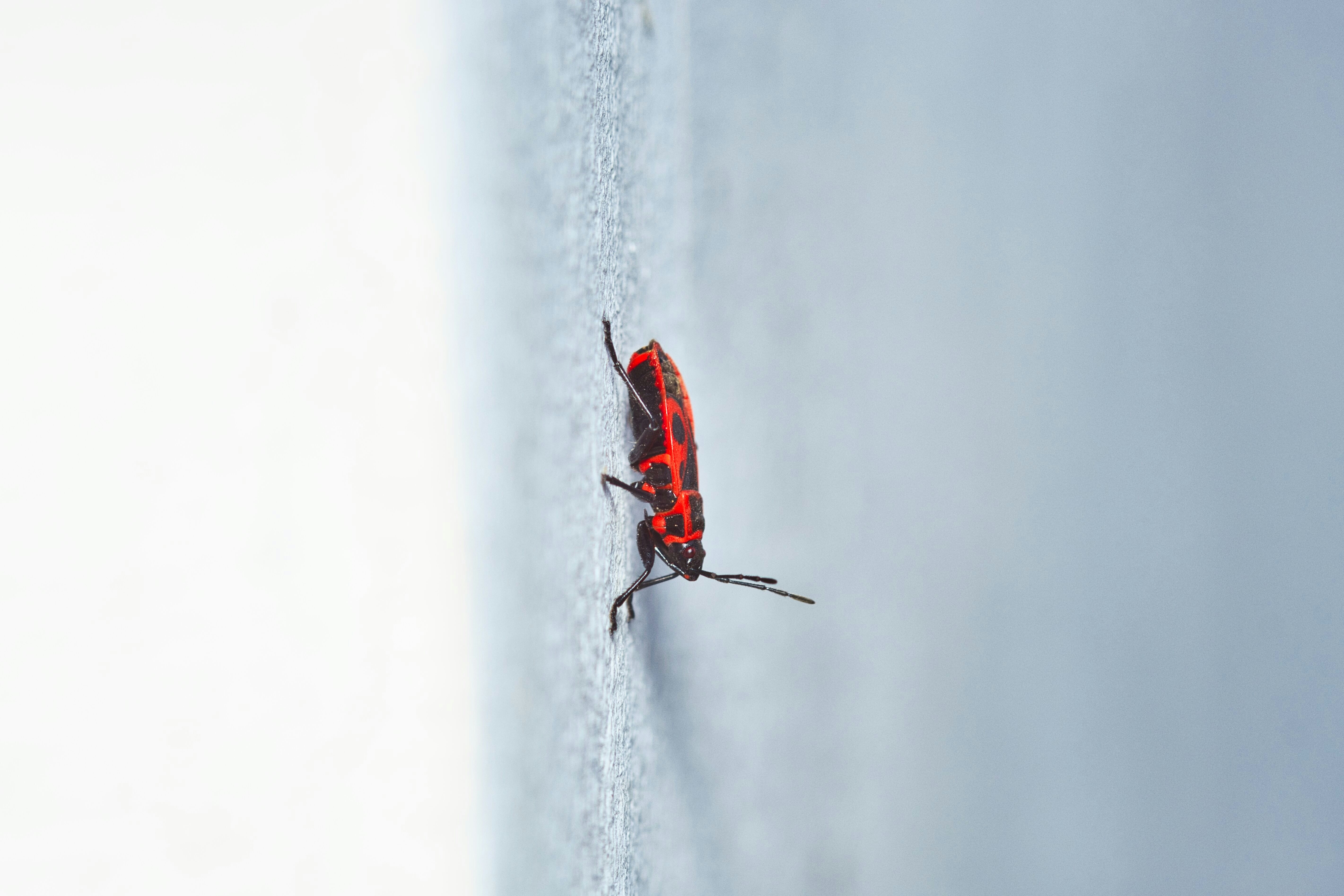 Un insecte rampant sur le côté d’un mur photo – Image gratuite de ...