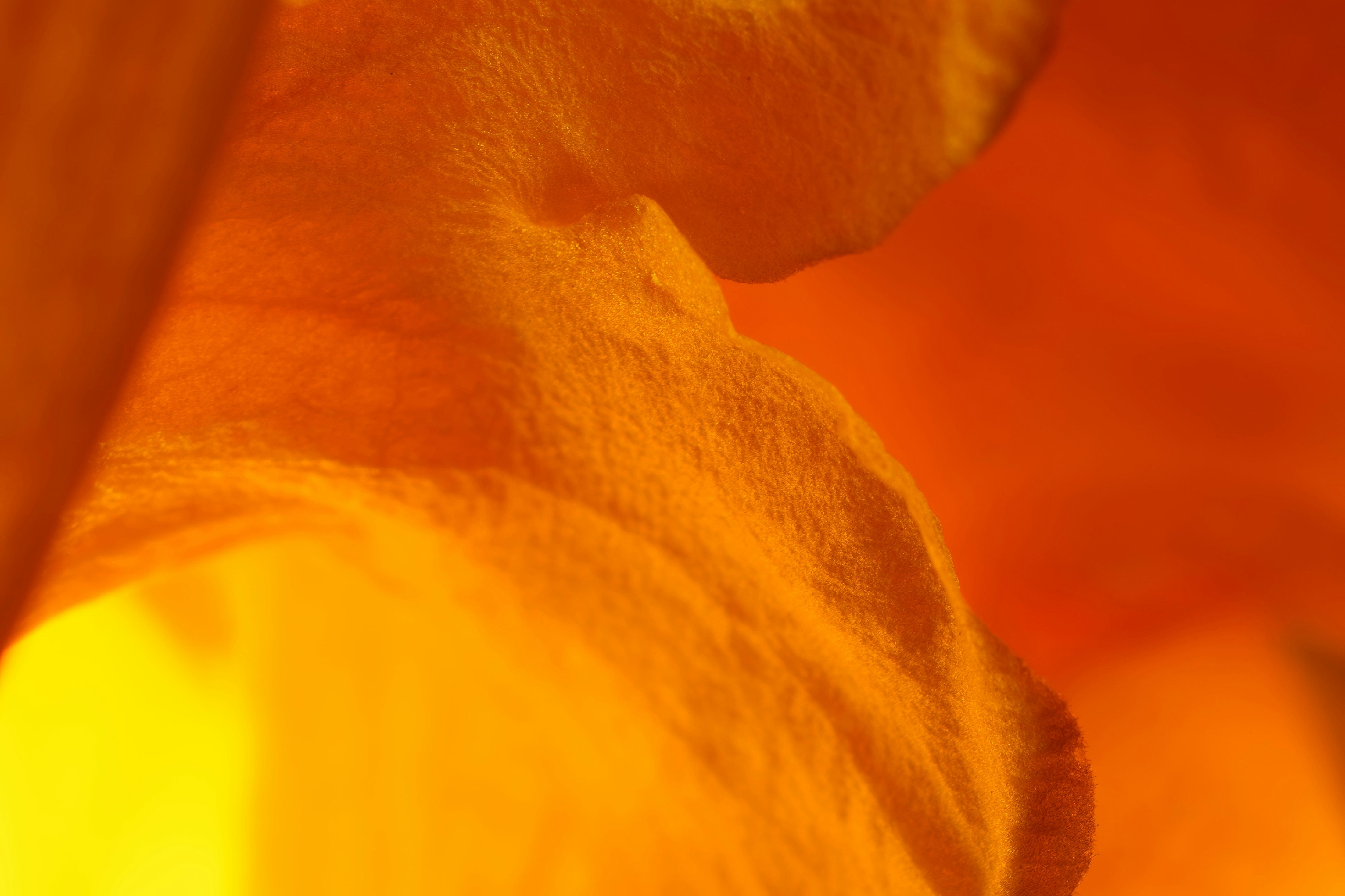 Macro shot of a flower using the Sony 90mm macro lens paired with a Sony A7CR