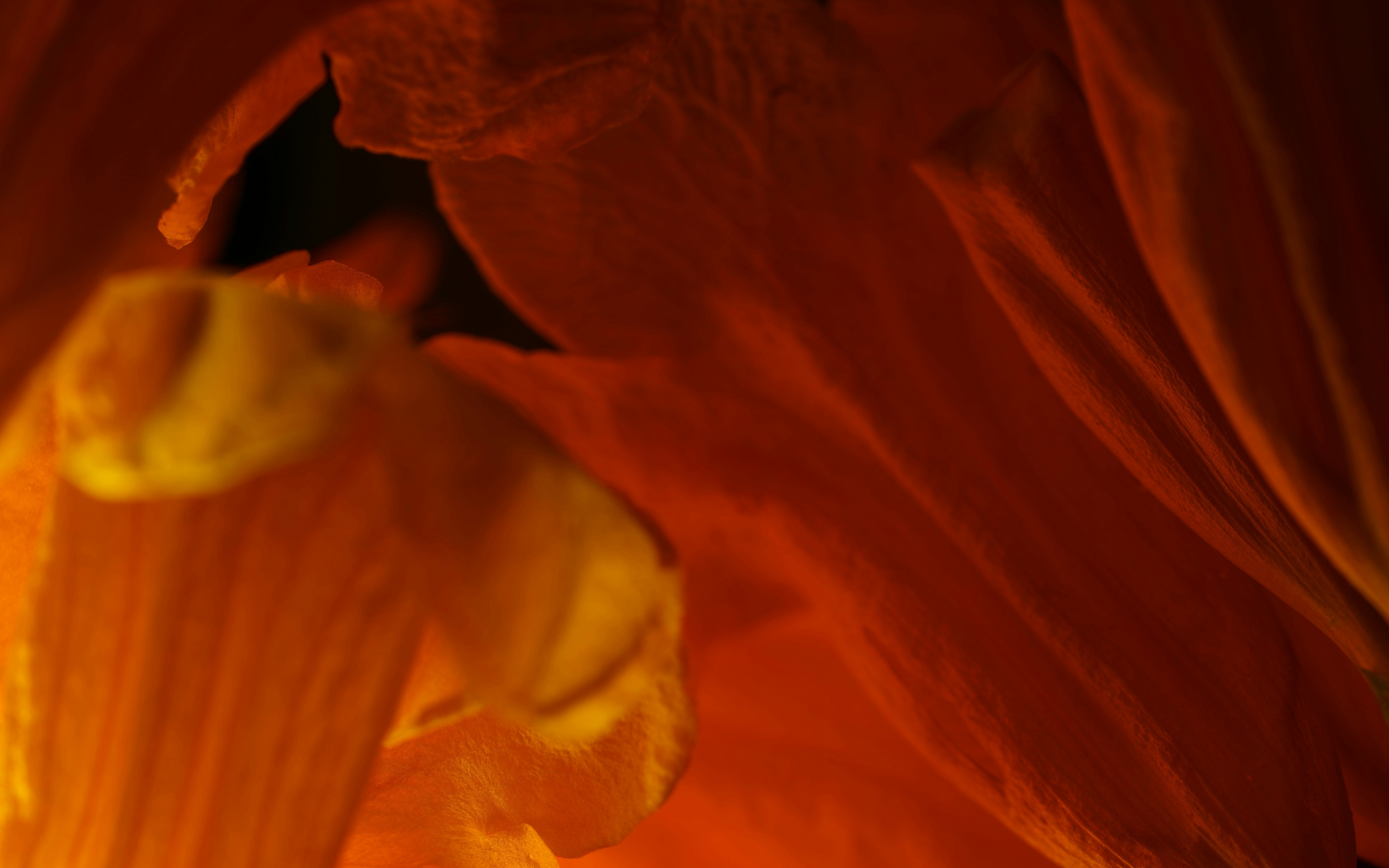 Flame Orange Bloom: A Close-Up of Petal Veins in Warm Silence
