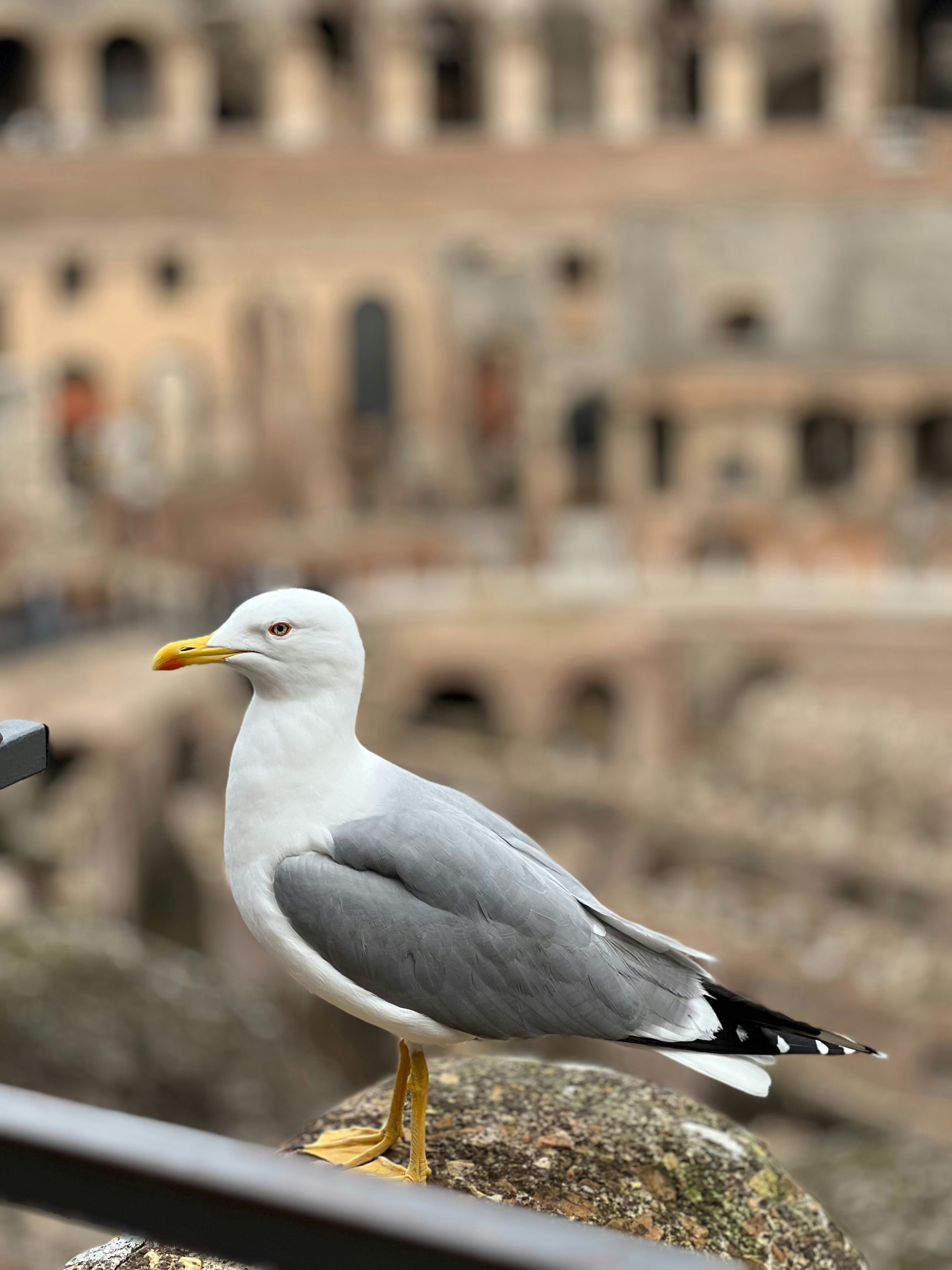 Seagull on the Edge: Quiet Moment Before the Ancient Facade