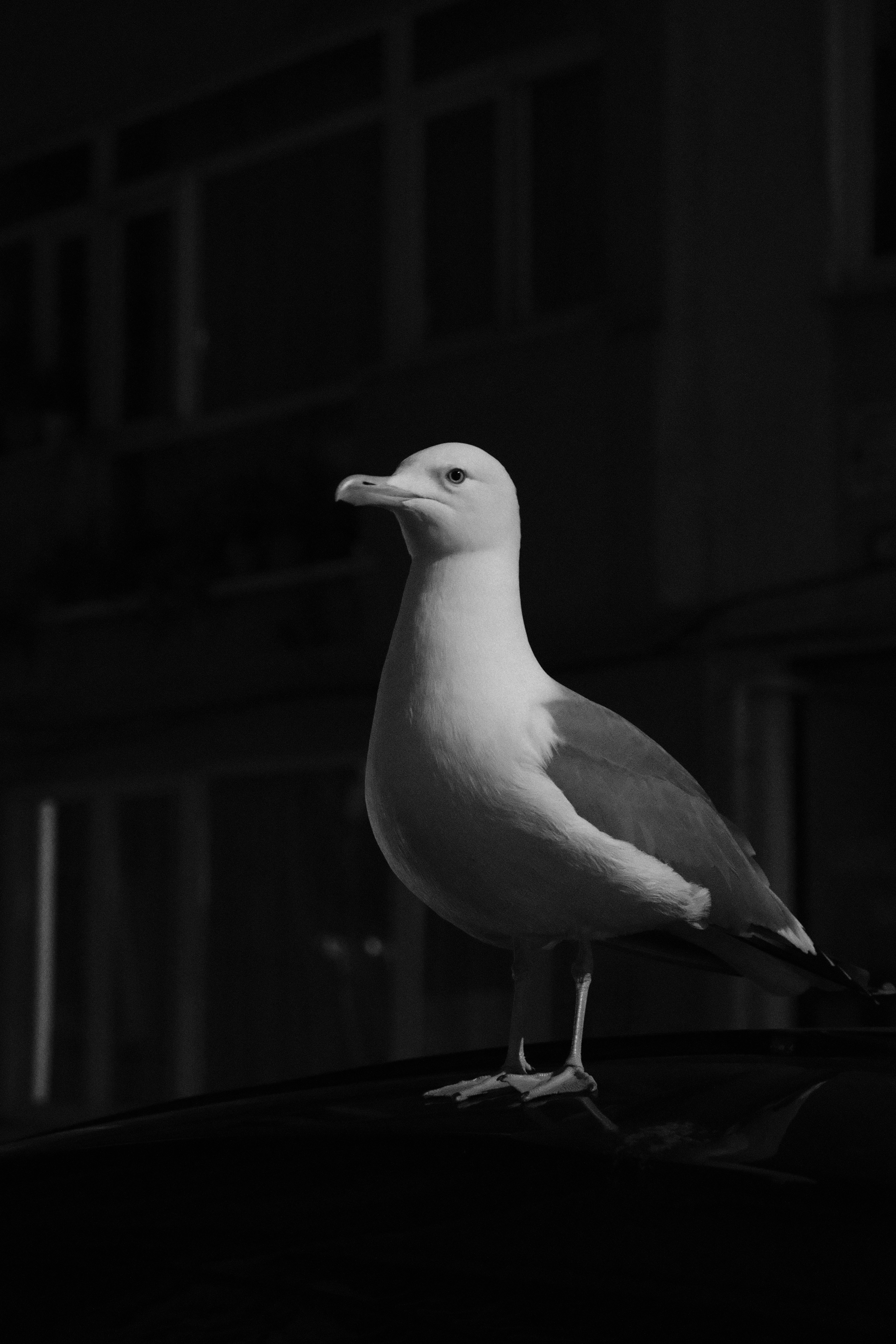 Nocturnal Sentinel: Seagull Perched Above a Silent City Car
