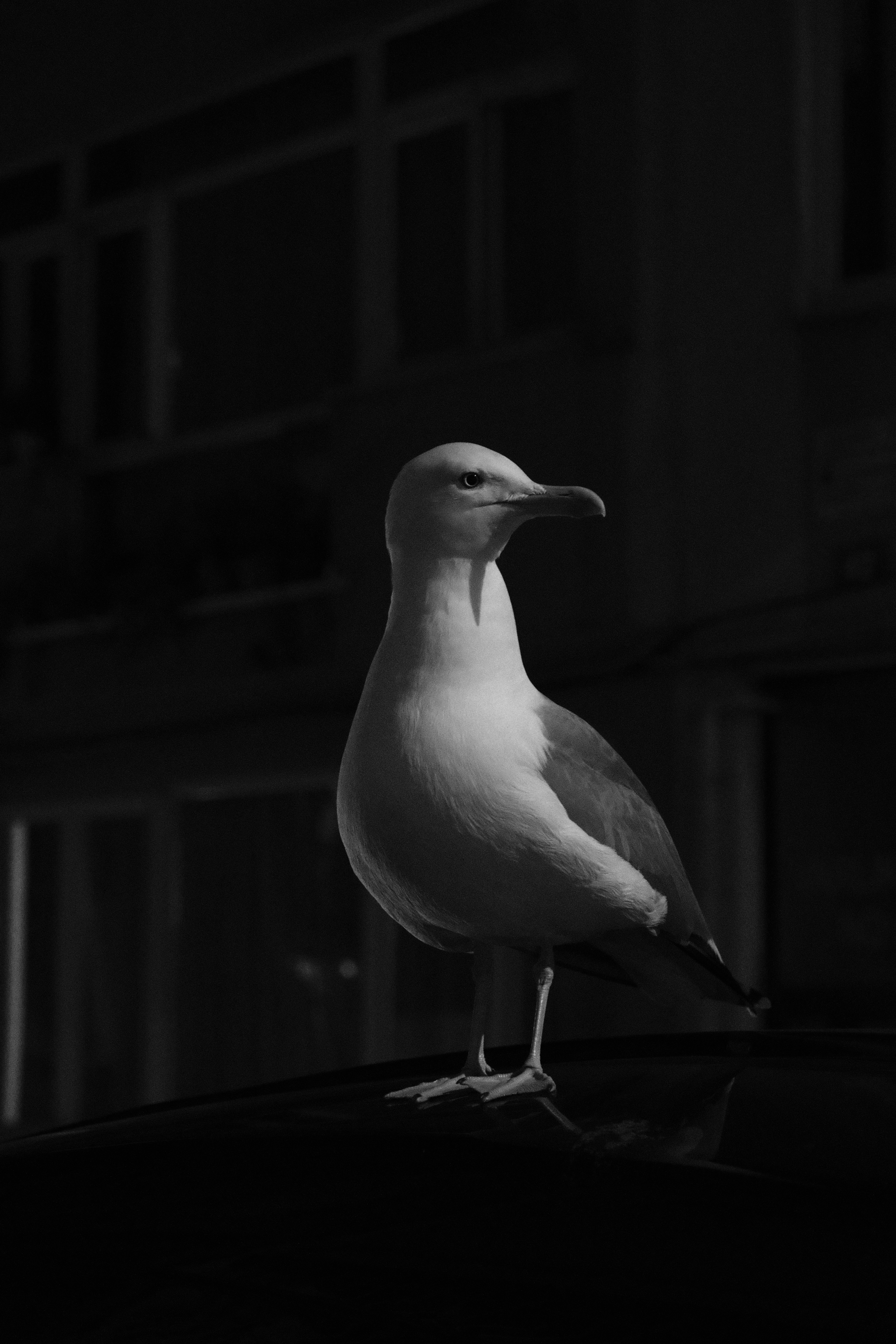 Midnight Sentinel: A Seagull Perched on an Urban Hood