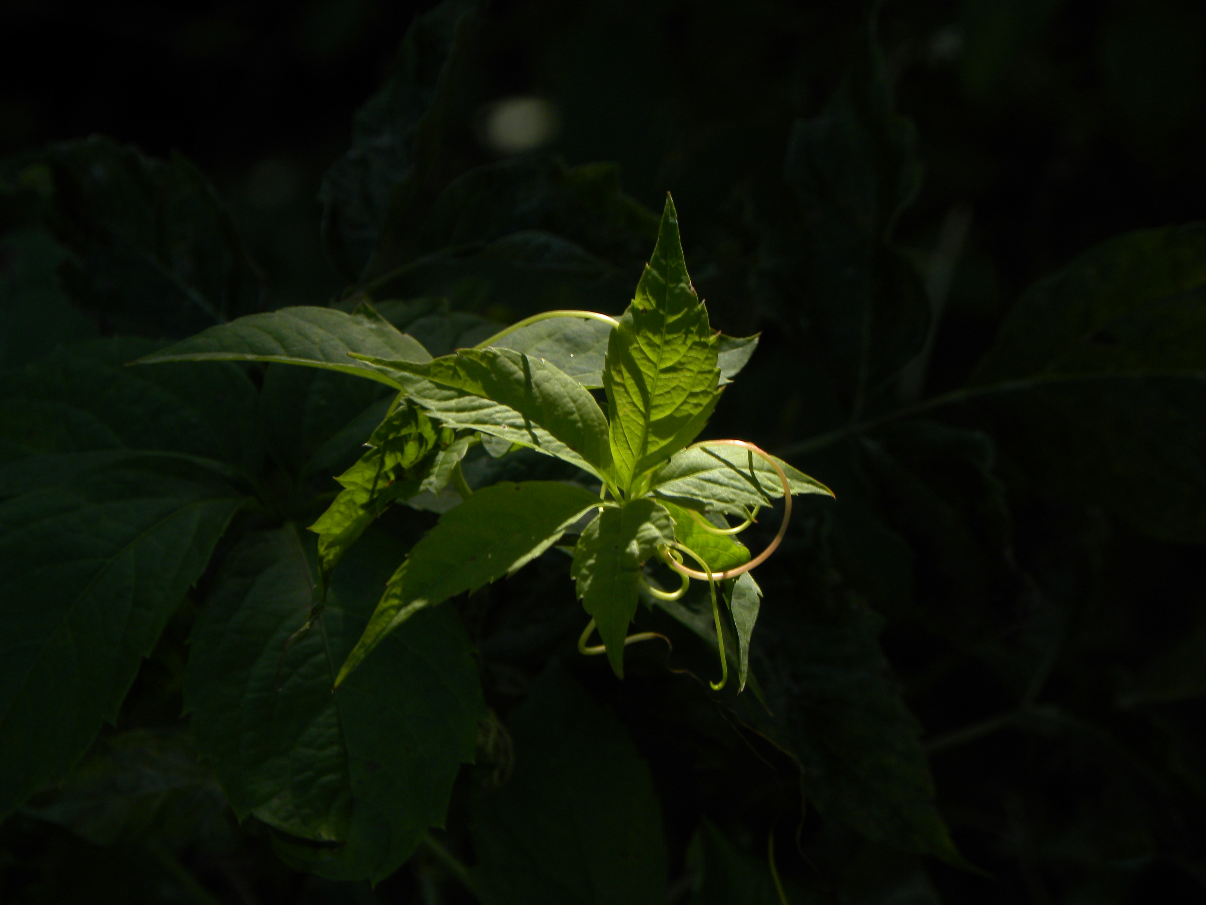 Photograph of a sunlit cluster of green leaves against a dark, shadowy background. The close-up emphasizes foliage texture and curling tendrils.