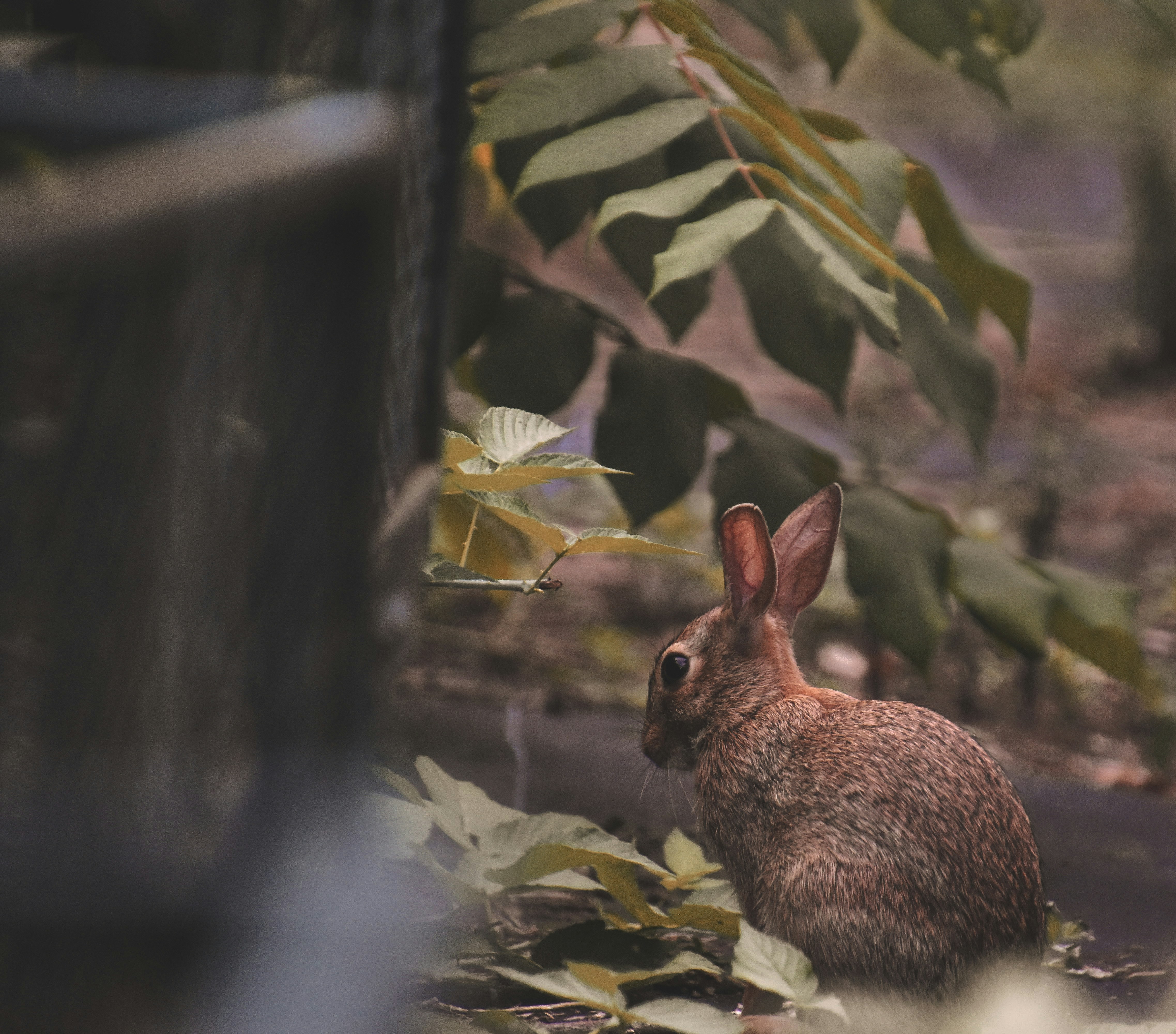Dappled Light, Curious Rabbit: A Garden Moment