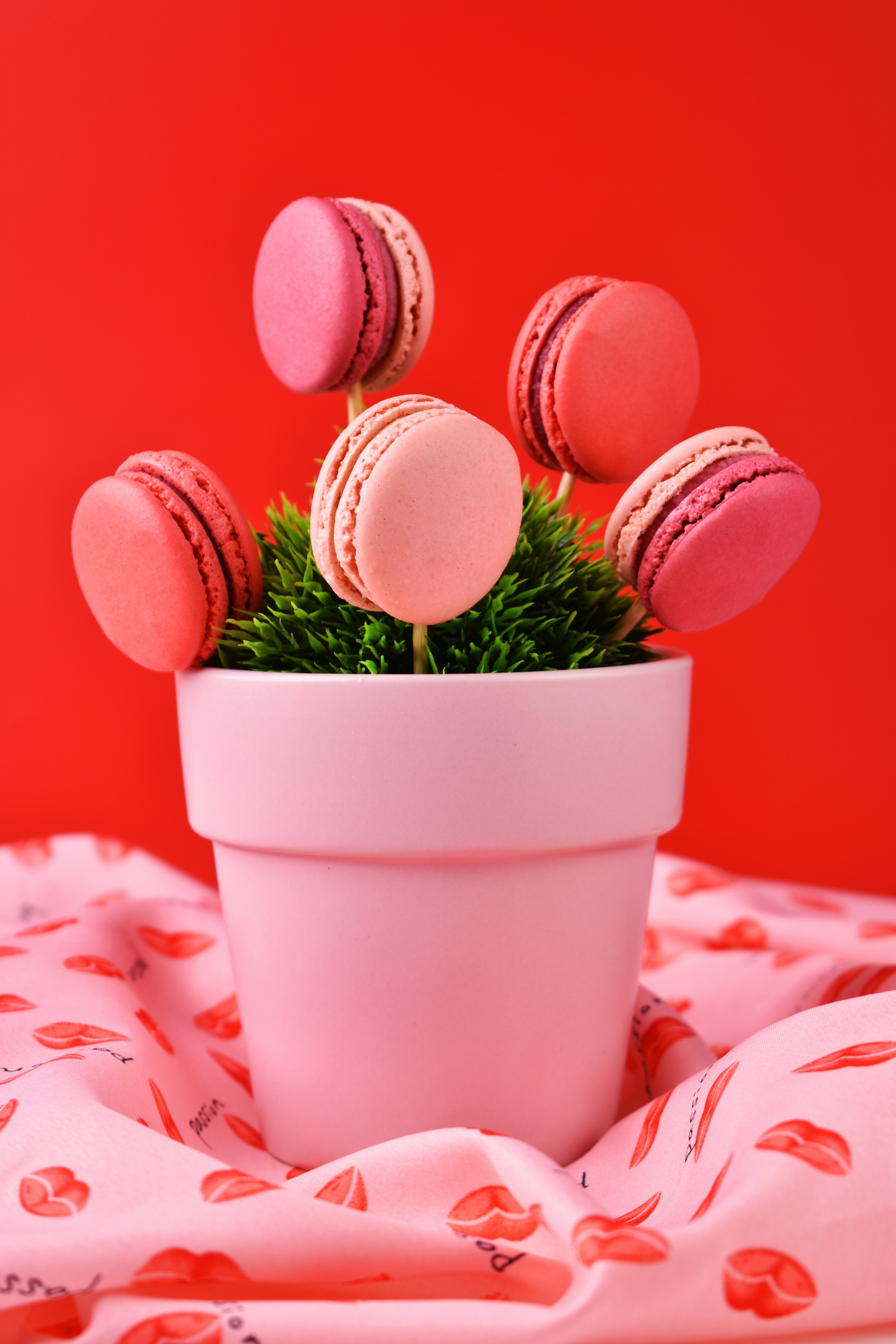 A potted plant with pink macaroons on a red background photo – Free ...