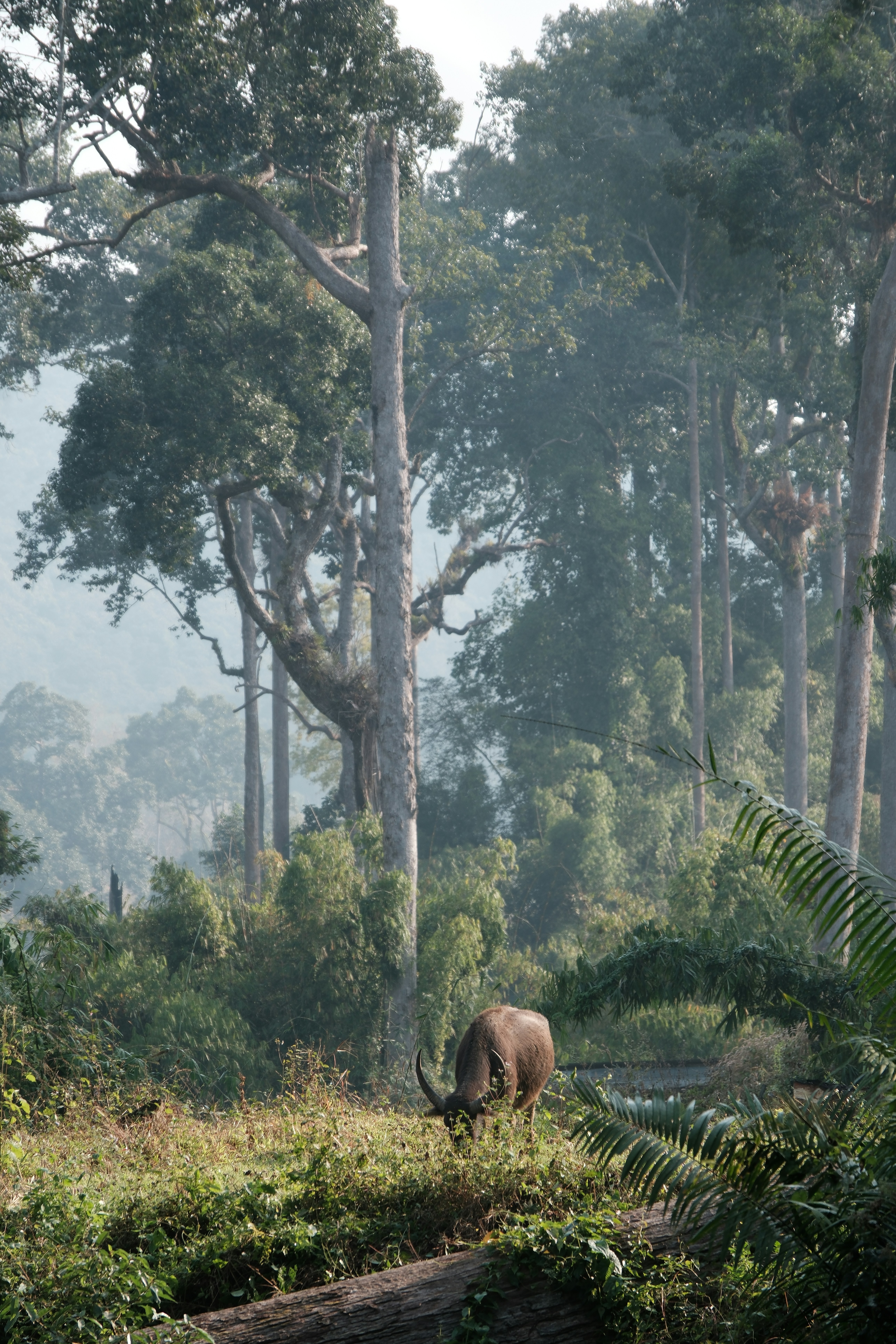 Grove Sentinel: A lone buffalo grazes beneath towering pines in dawn haze