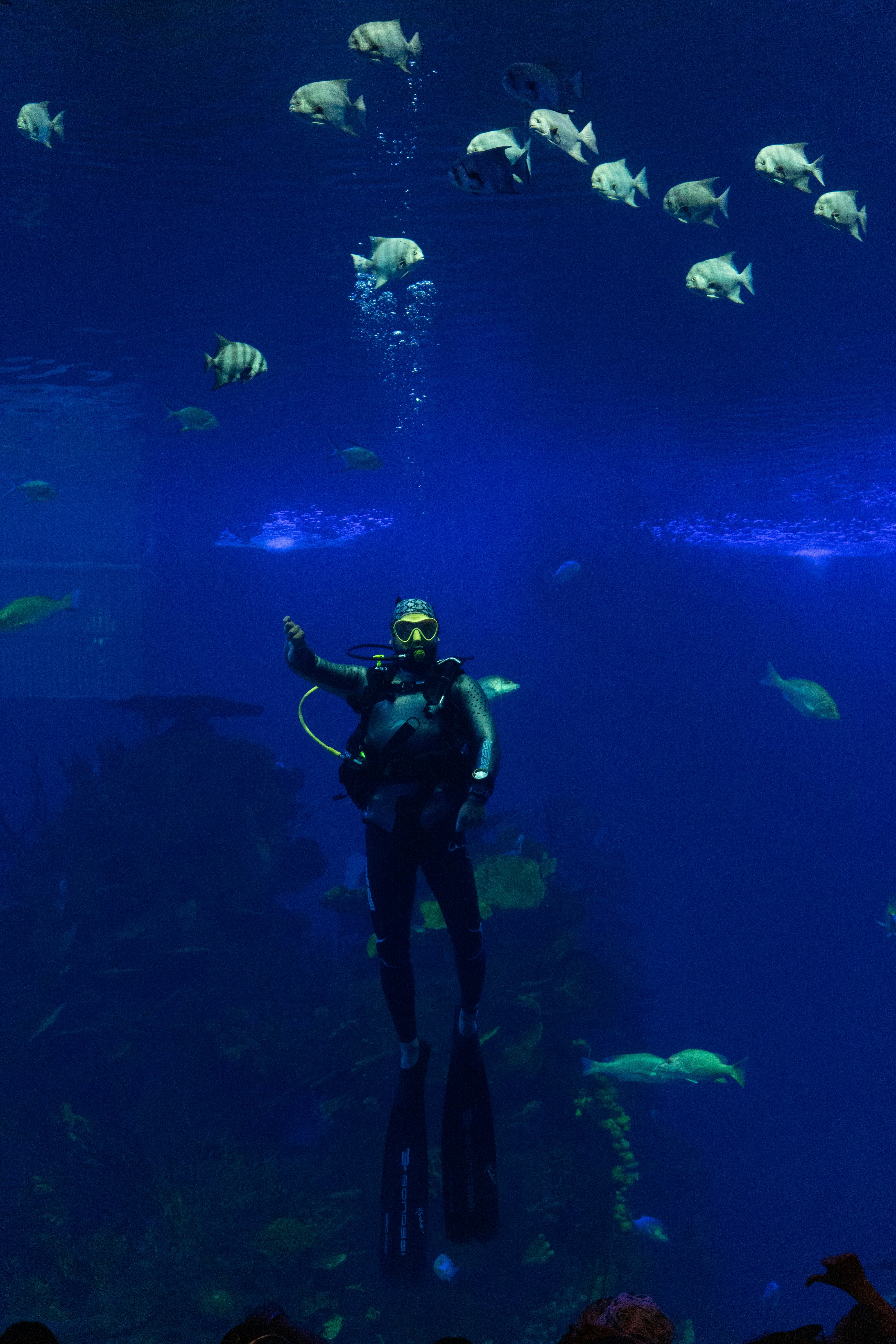 Scuba diver suspended in a vibrant aquarium, surrounded by a variety of fish and bubbles rising to the surface.