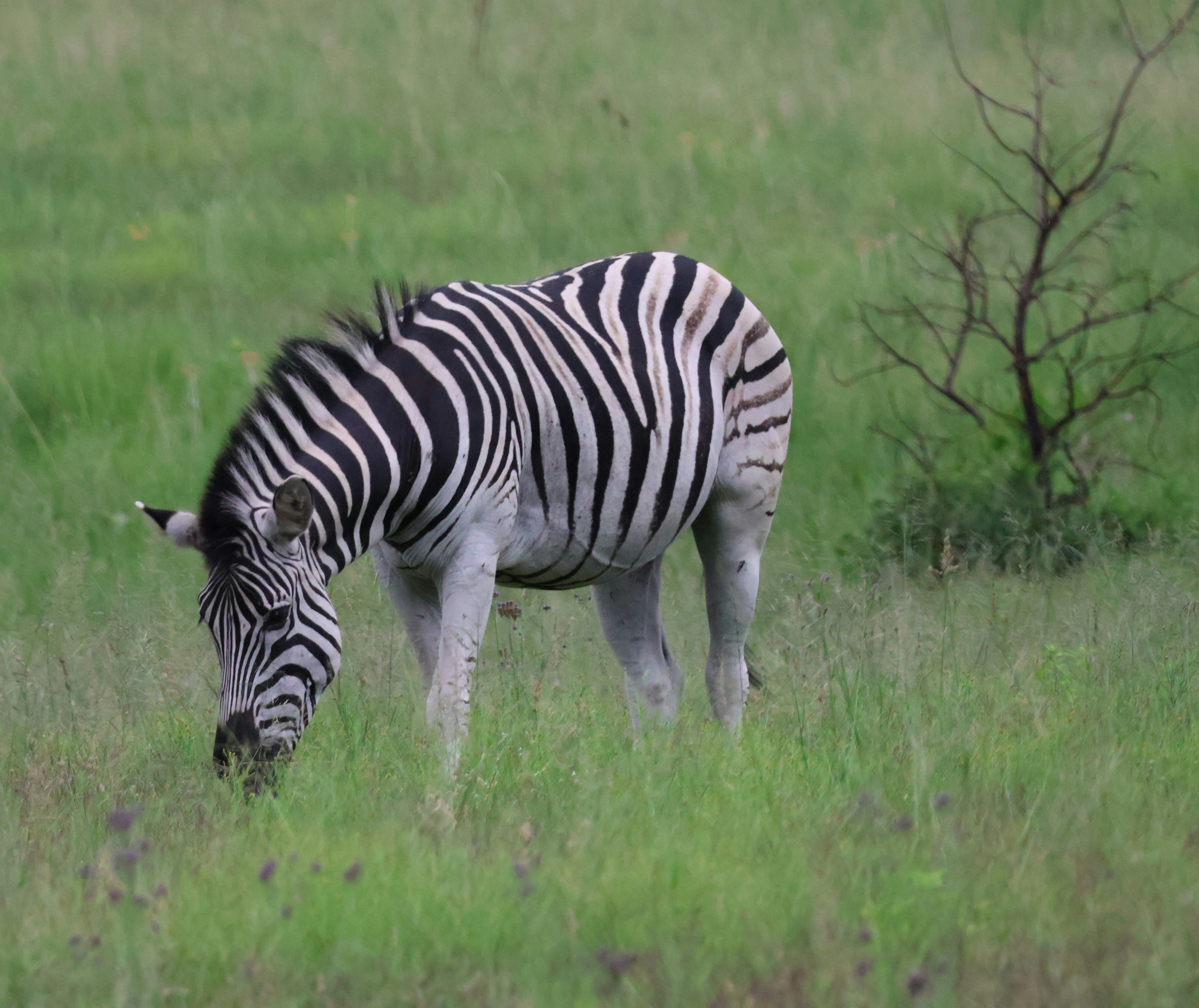 Stripe-on-Stripe: Zebra Grazing Through Emerald Savanna