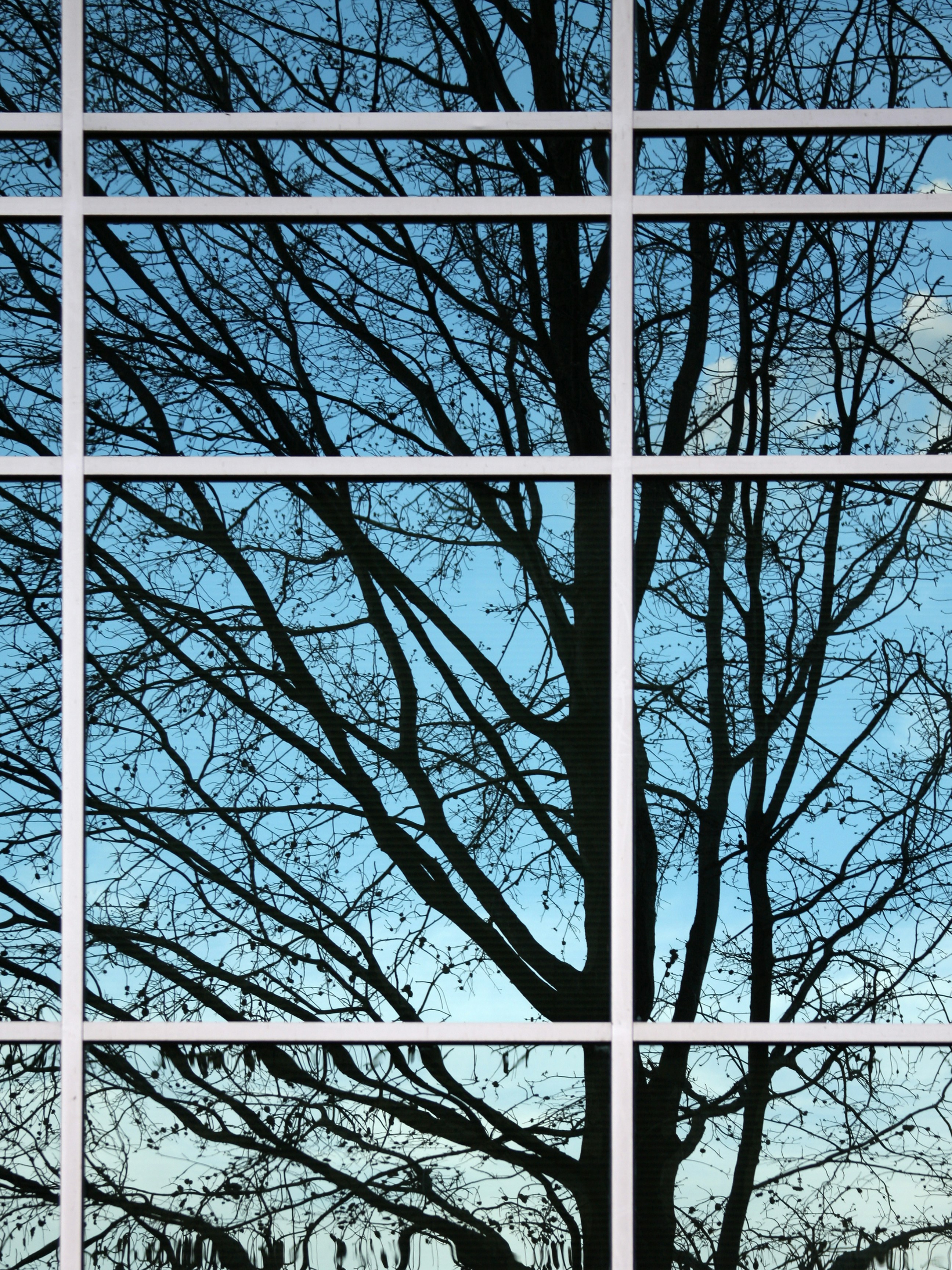 A tree seen through a window with a blue sky in the background photo ...