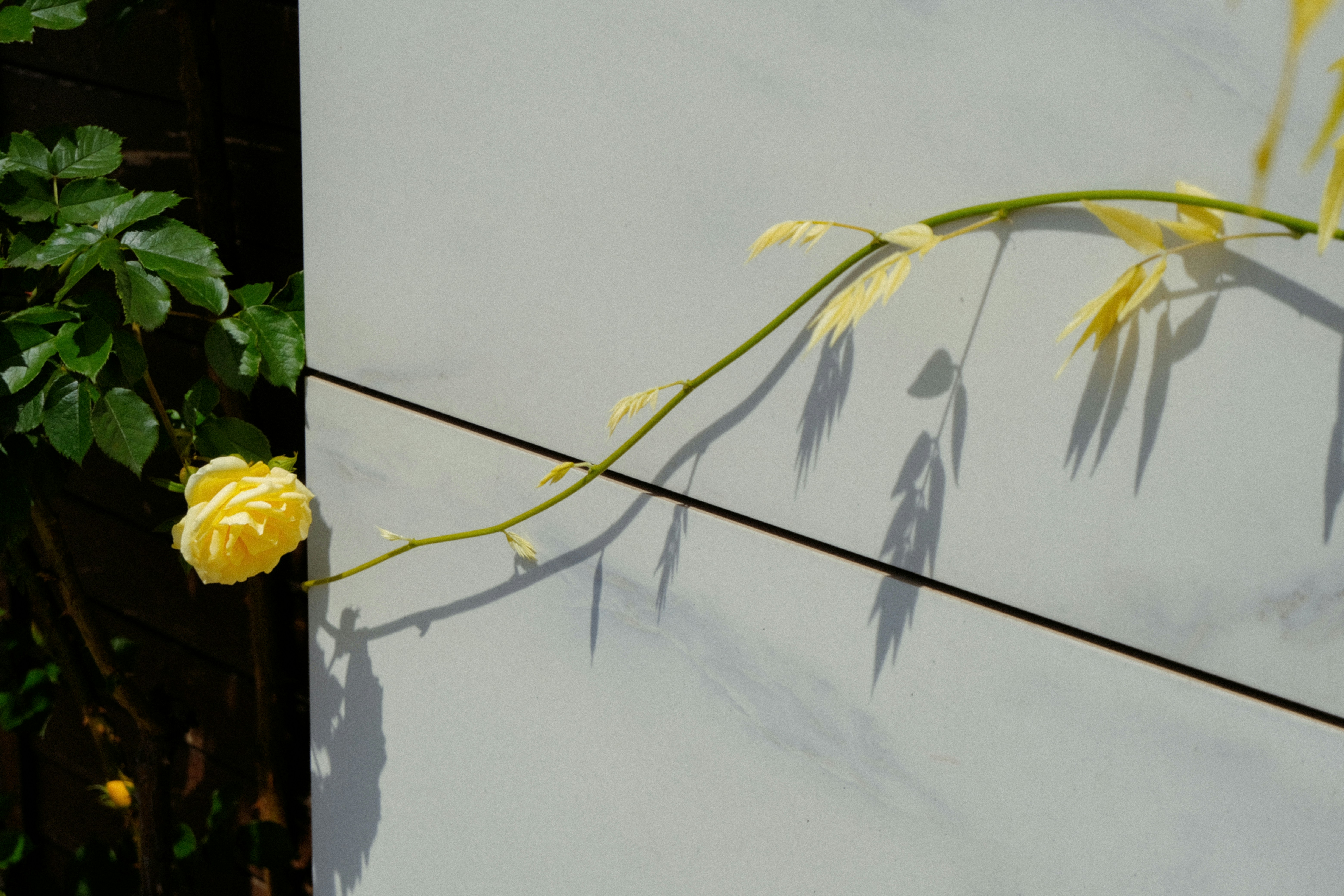 Whispers of Yellow Against Concrete