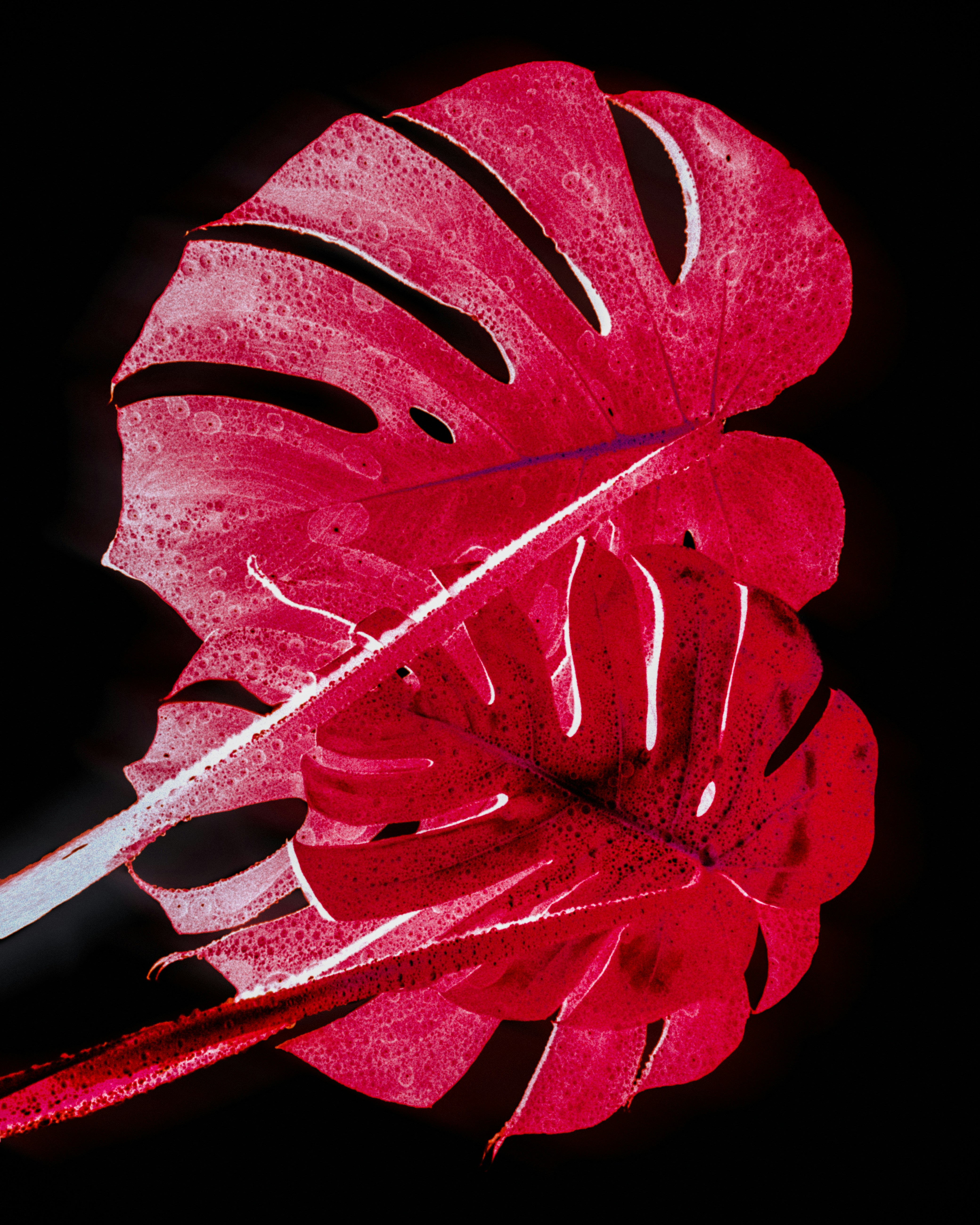 Macro photograph of a red Monstera leaf with water droplets against a black background, highlighting vein structure and texture.